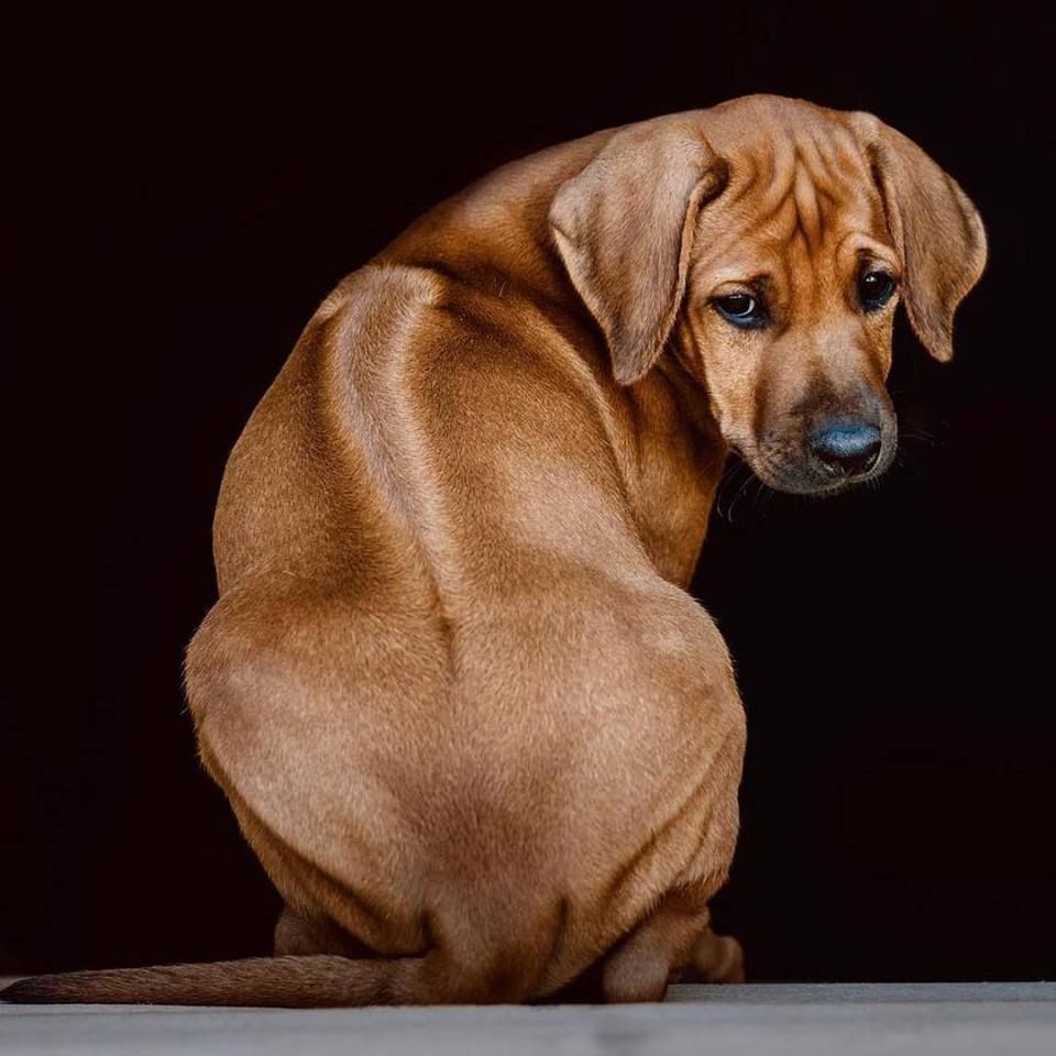 Ridgeback Dog Wallpapers - Wallpaper Cave