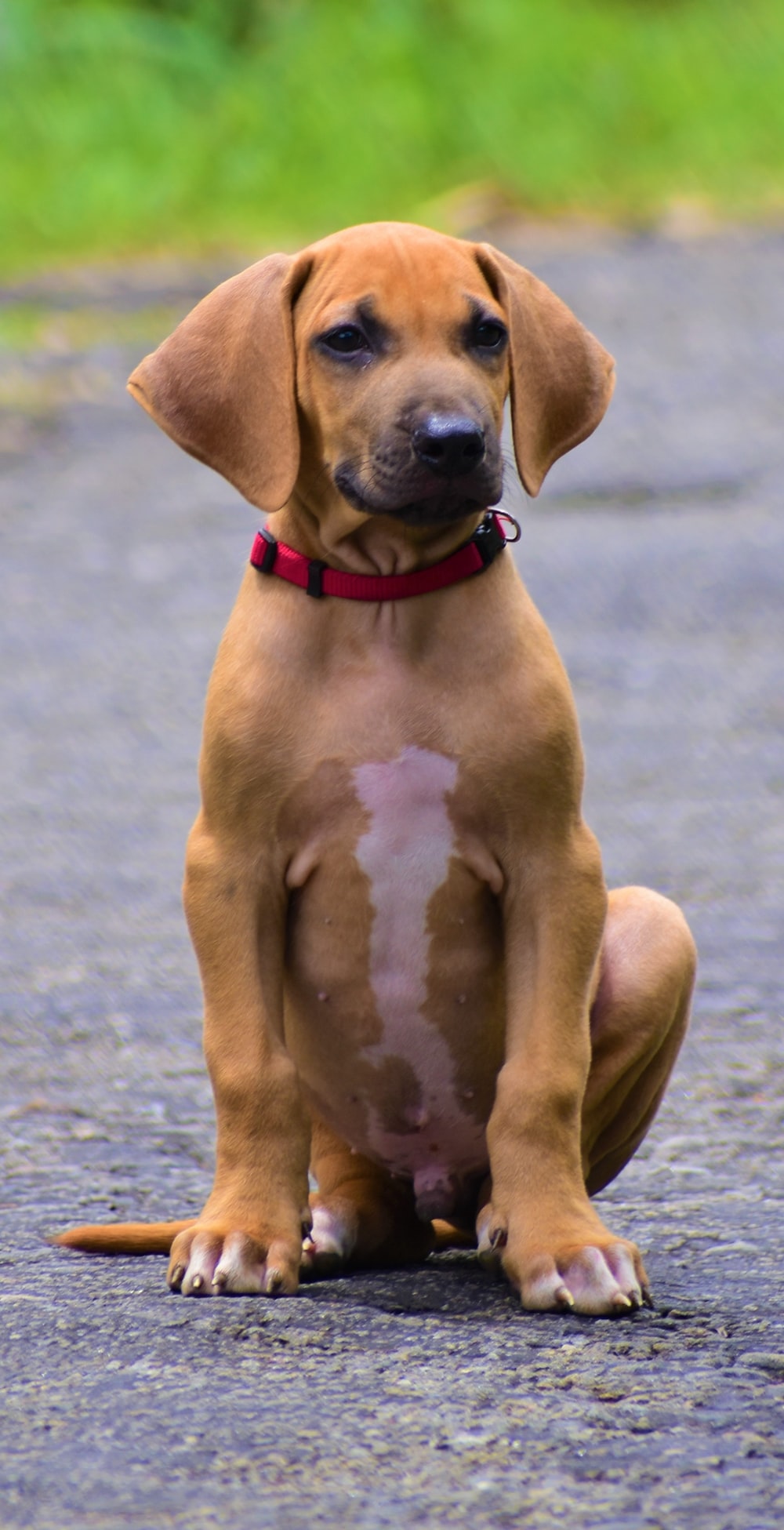 Ridgeback Dog Wallpapers - Wallpaper Cave