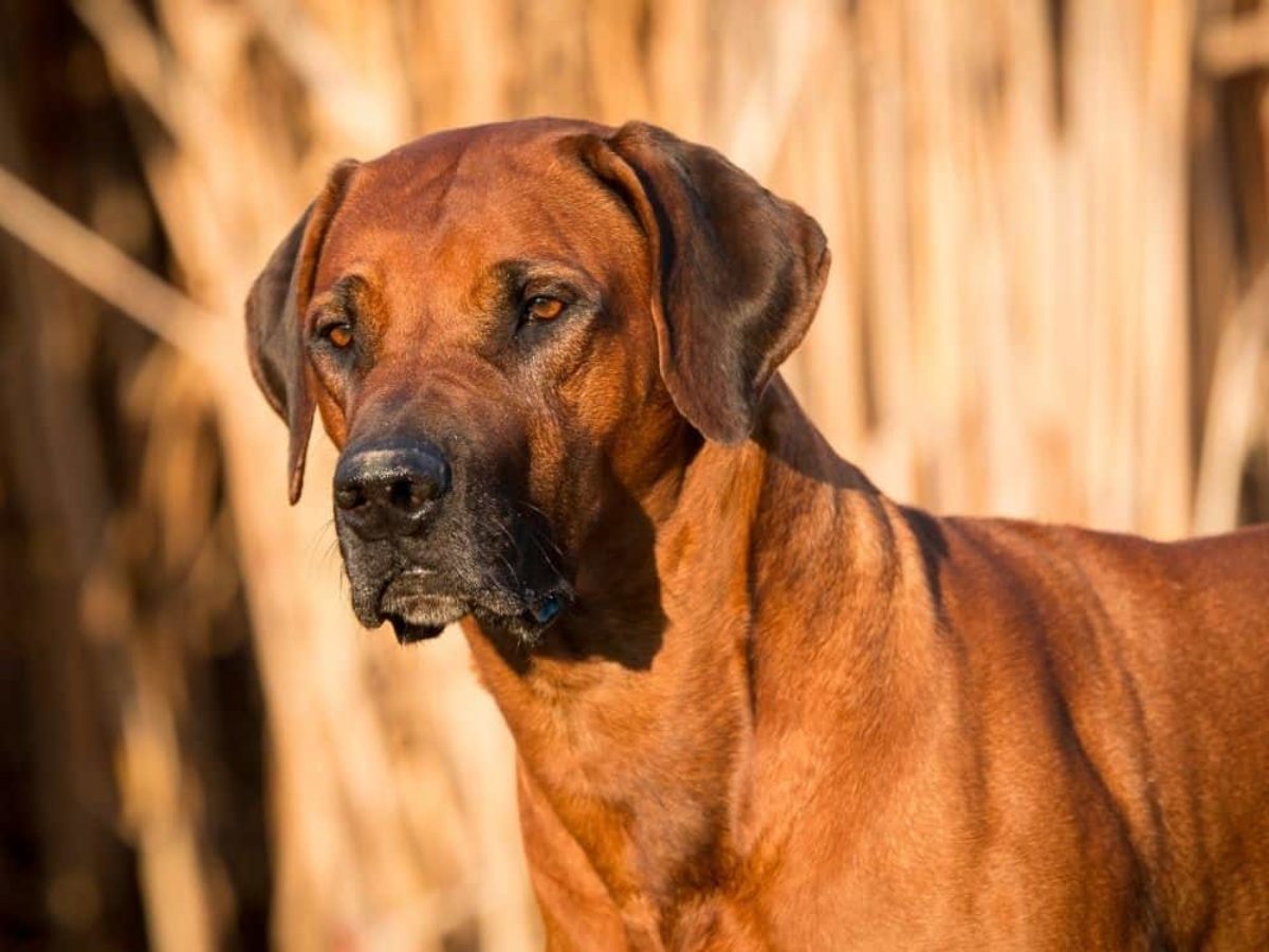 Ridgeback Dog Wallpapers - Wallpaper Cave