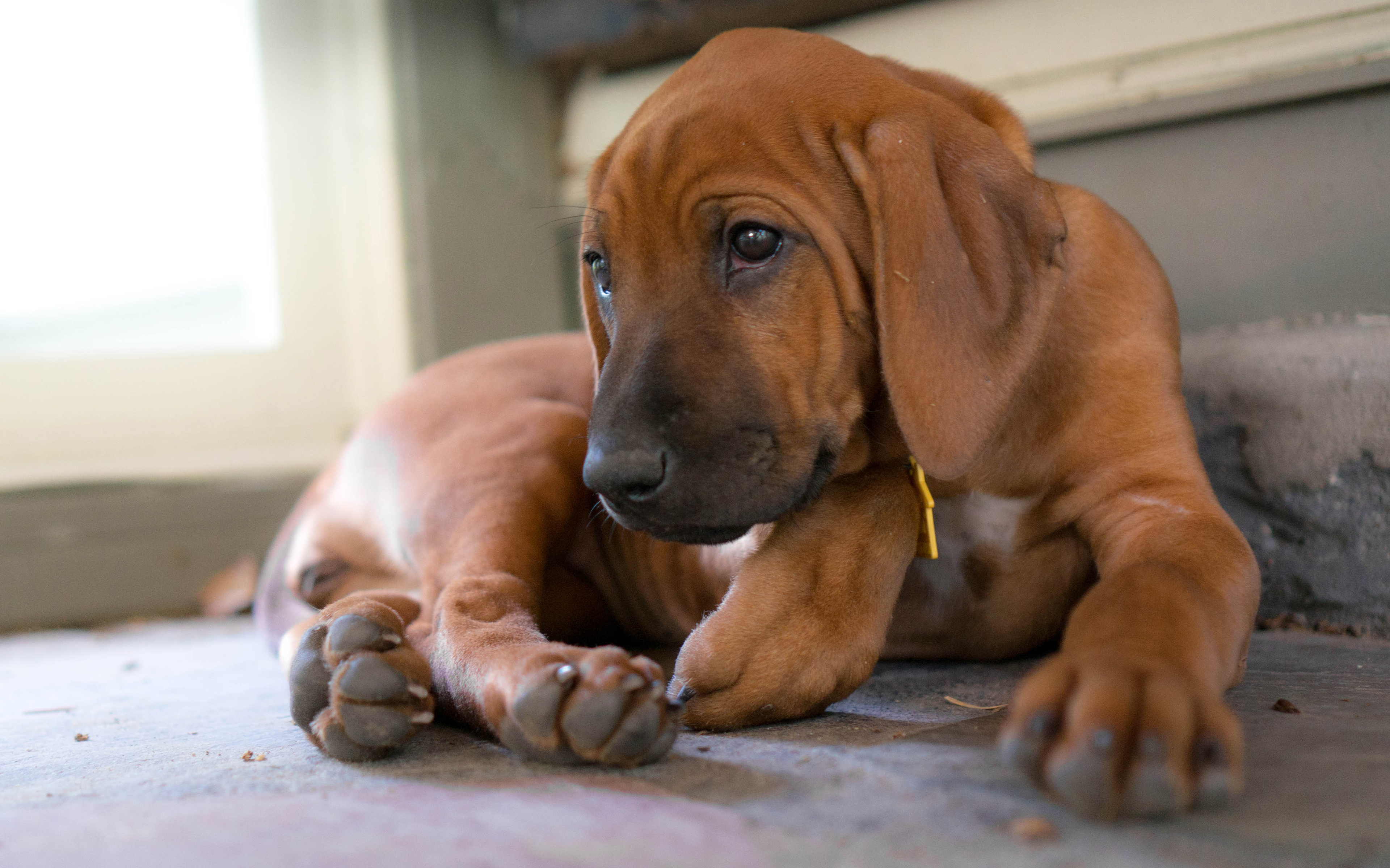 Ridgeback Dog Wallpapers - Wallpaper Cave