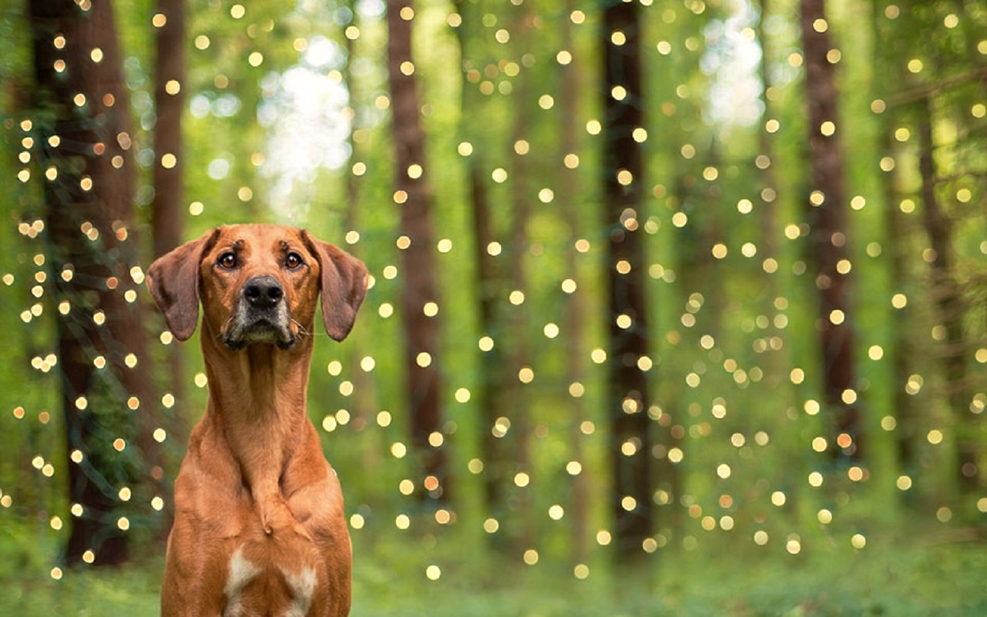 Ridgeback Dog Wallpapers - Wallpaper Cave