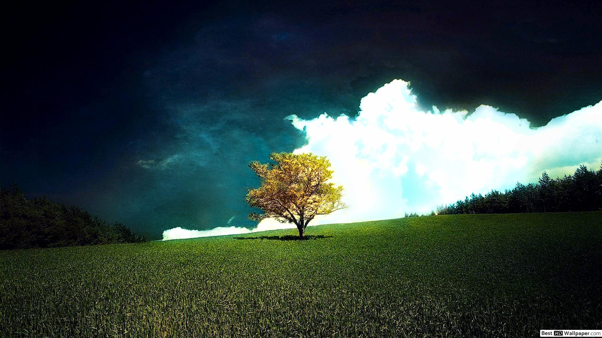 Alone Tree Wallpapers - Wallpaper Cave
