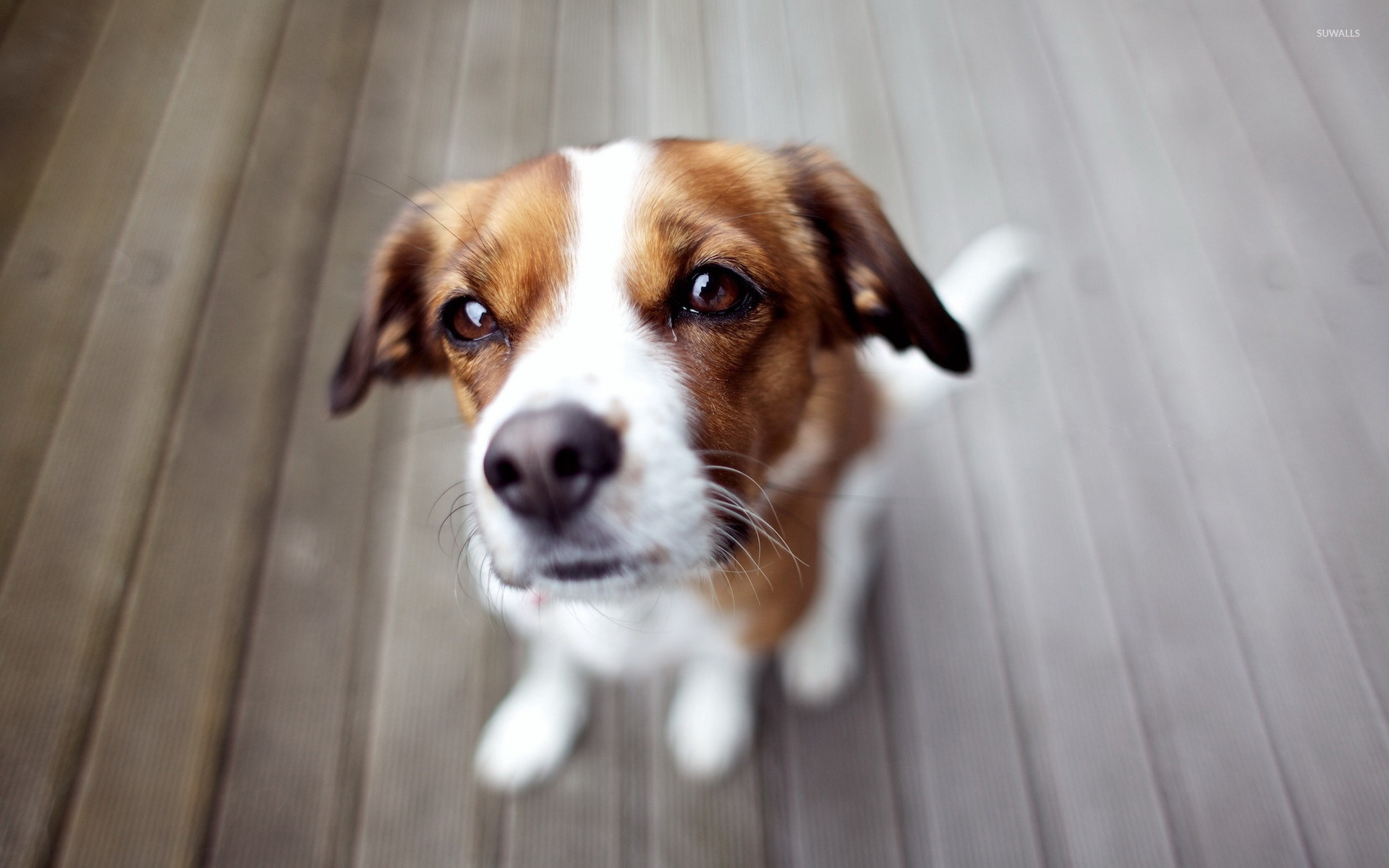 Sad Puppy Wallpapers - Wallpaper Cave