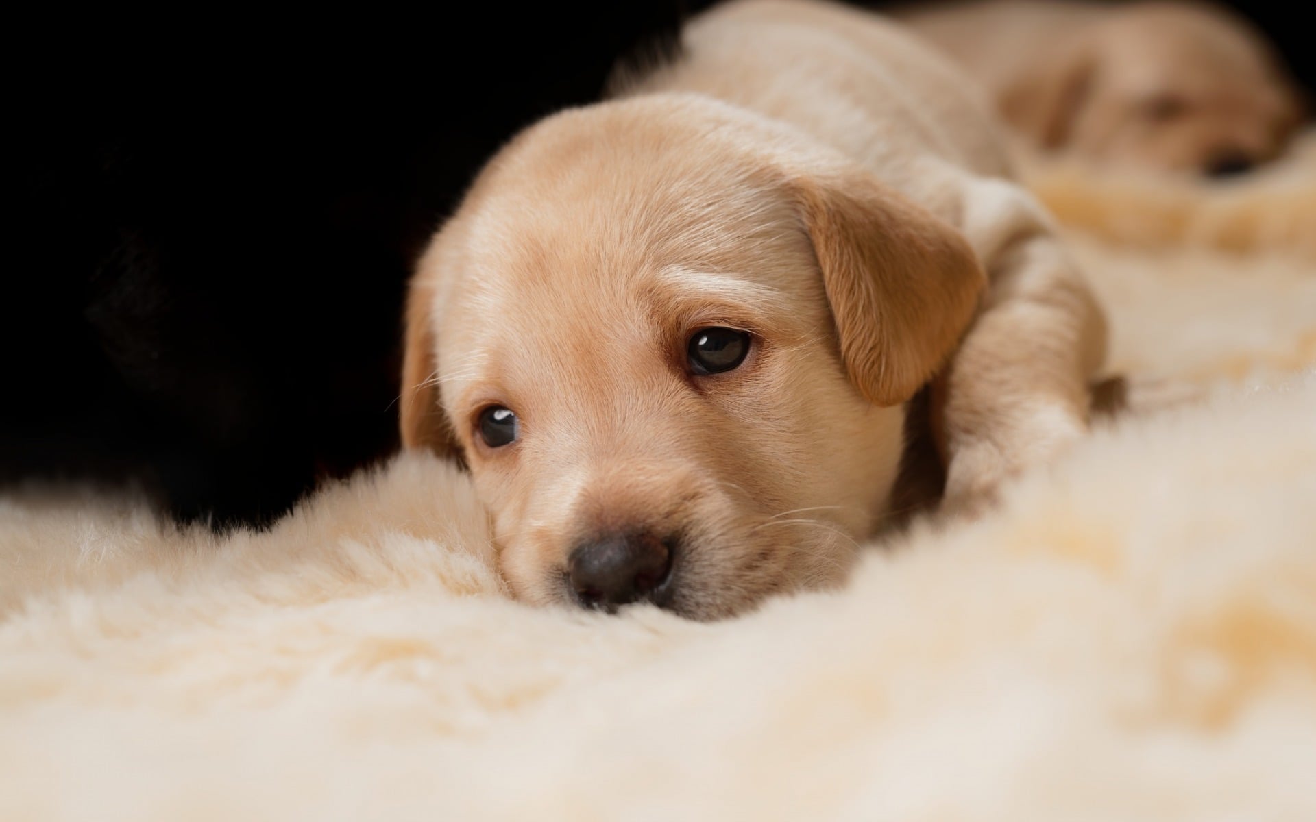 Sad Puppy Wallpapers - Wallpaper Cave