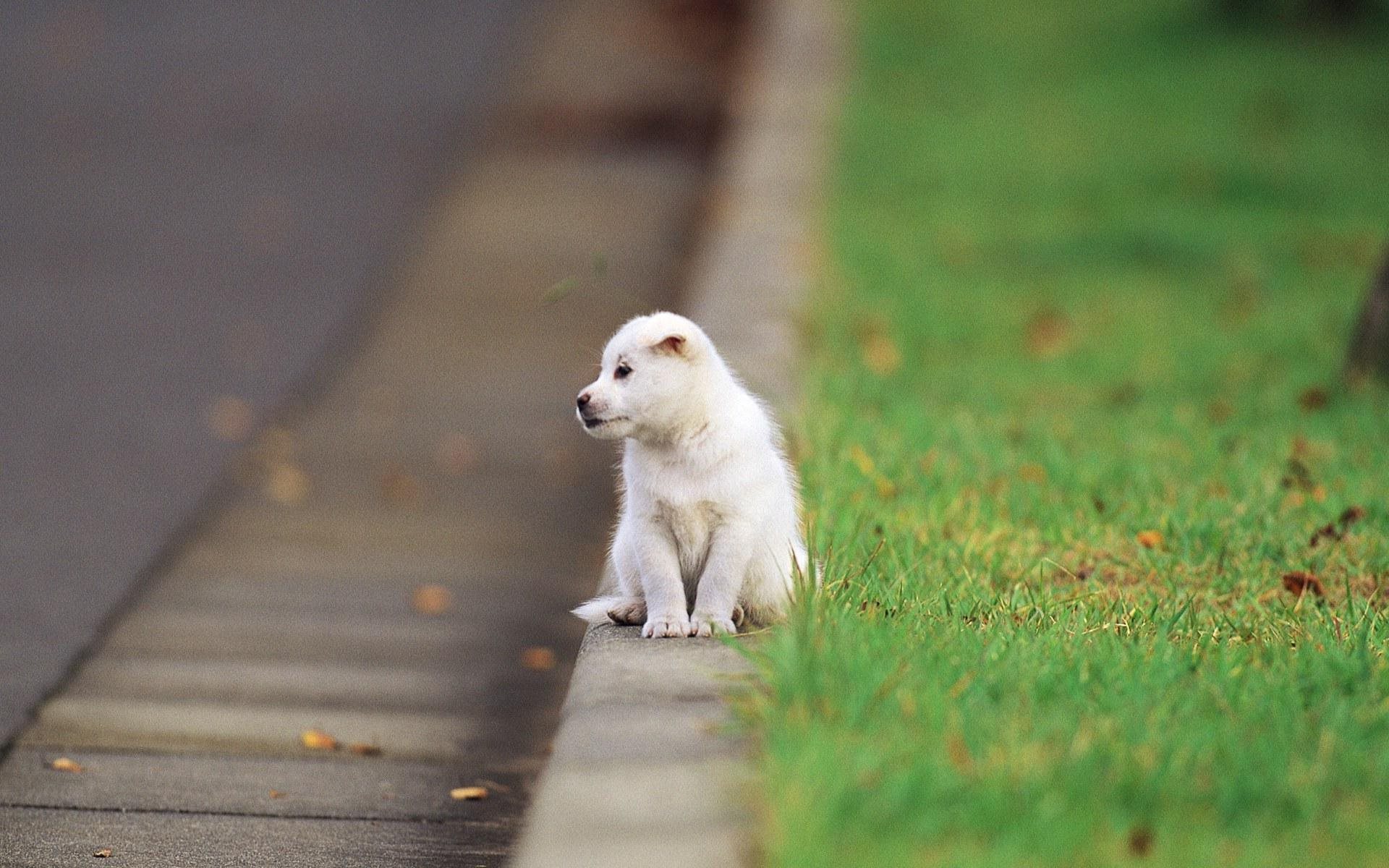 Sad Puppy Wallpapers - Wallpaper Cave