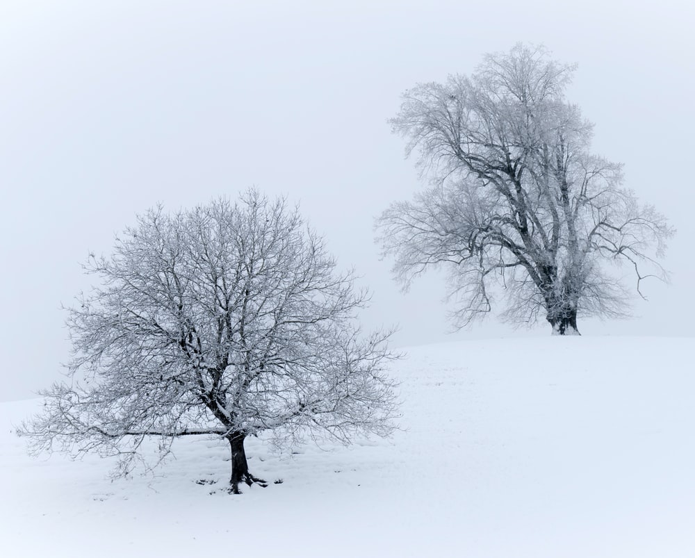 White Tree Snow Wallpapers - Wallpaper Cave