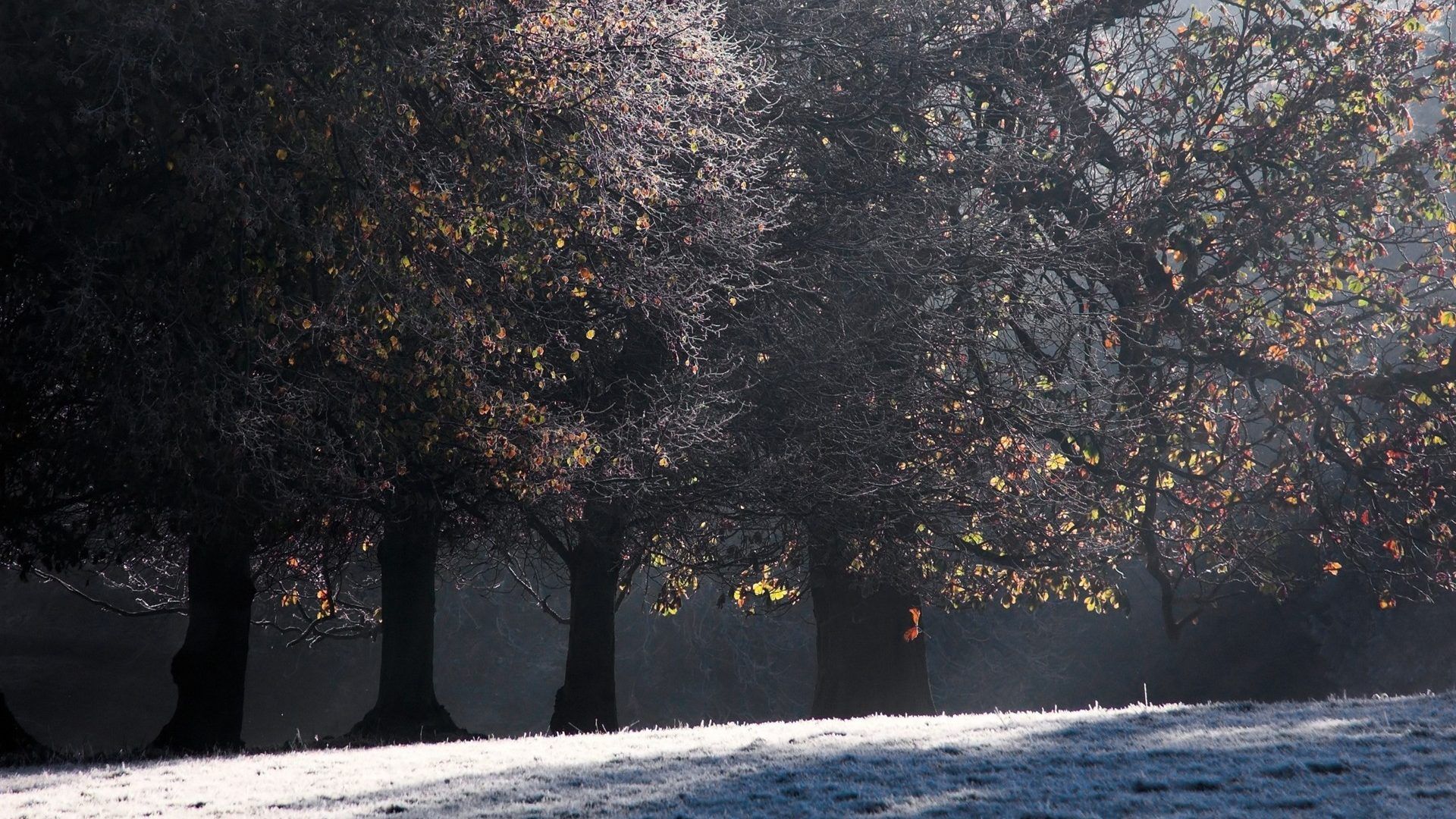 White Tree Snow Wallpapers - Wallpaper Cave