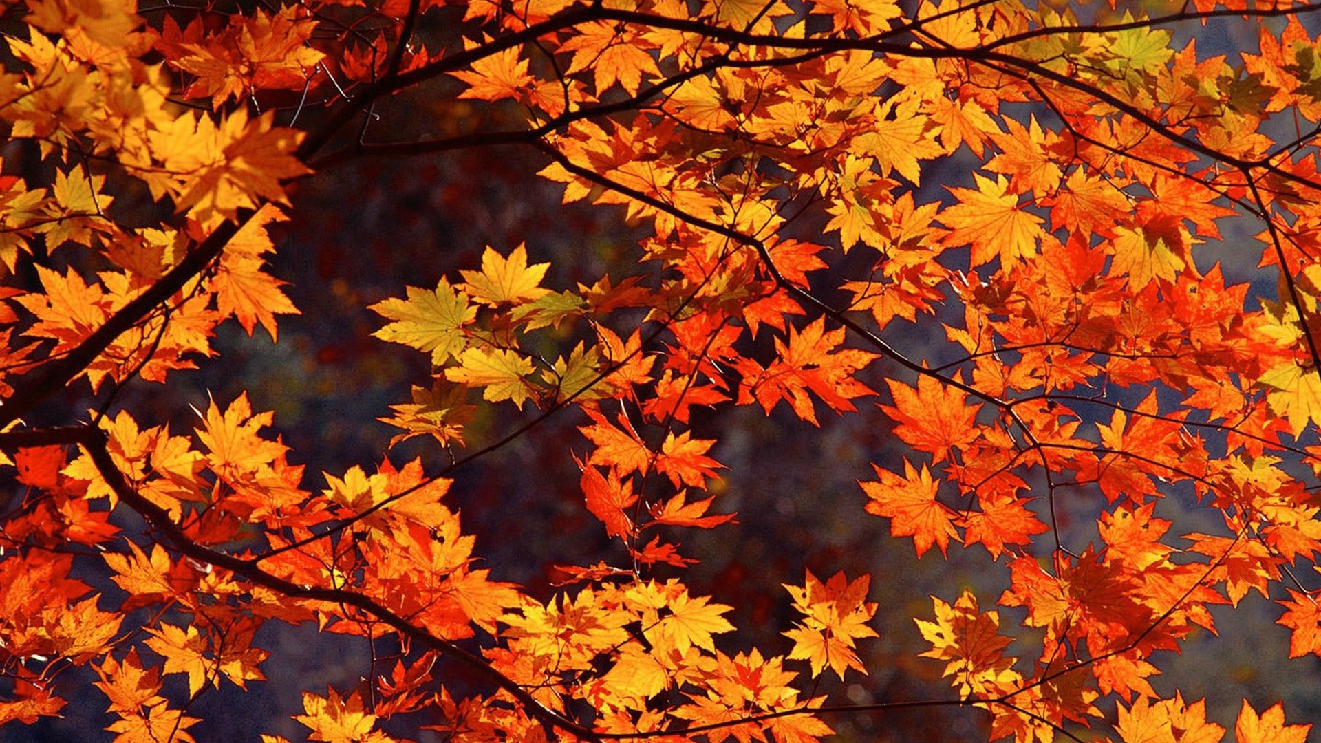 IMac Autumn Wallpapers - Wallpaper Cave