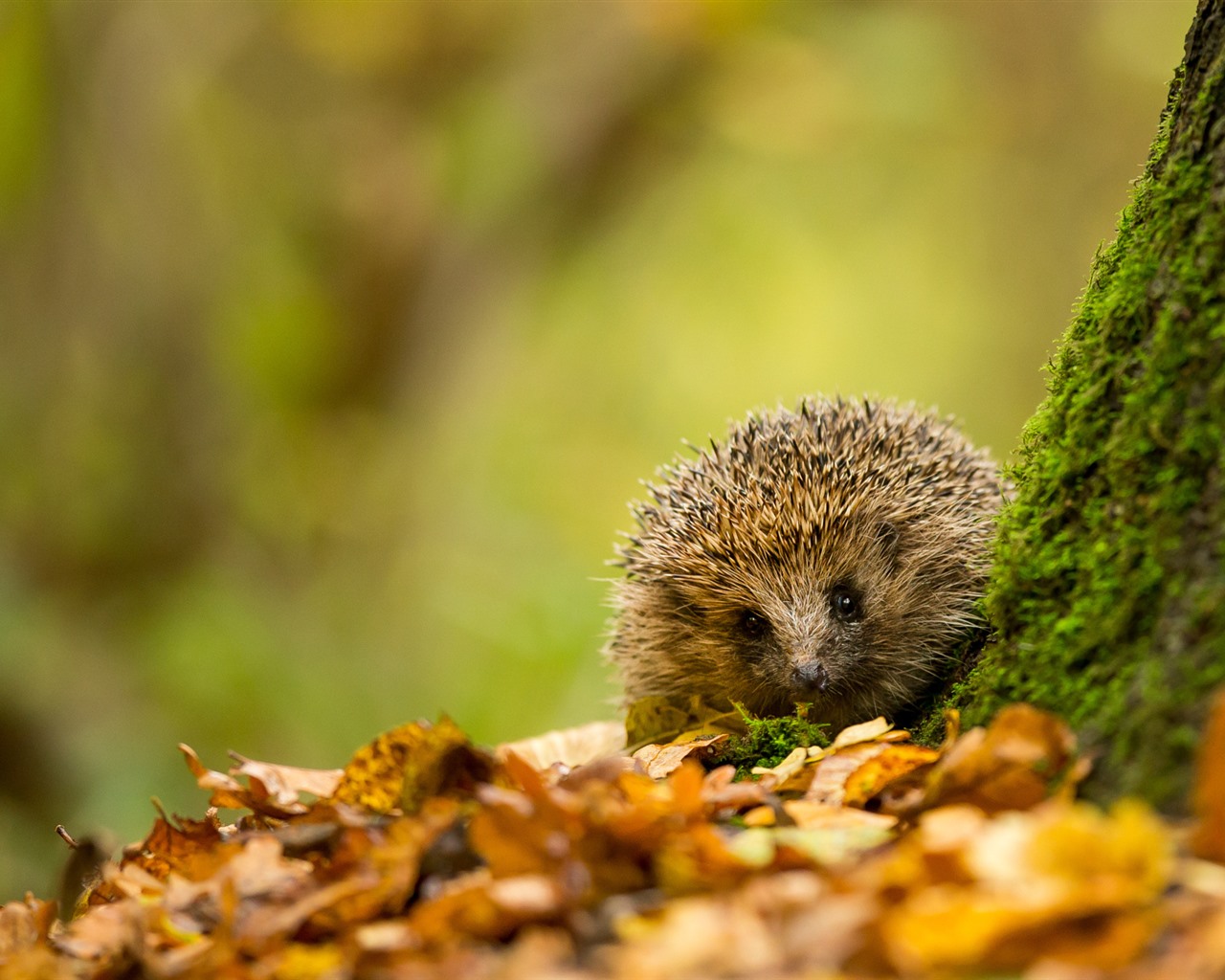 Autumn And Animals Wallpapers - Wallpaper Cave