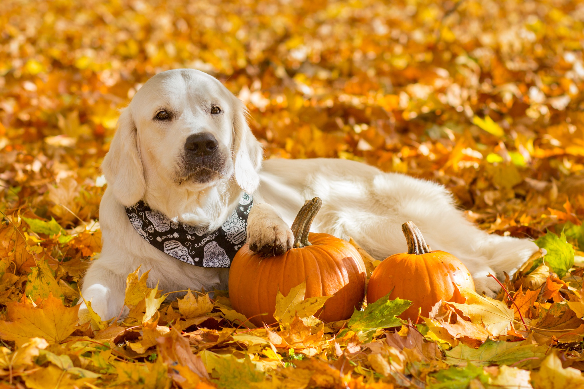 Golden Retriever Fall Wallpapers - Wallpaper Cave