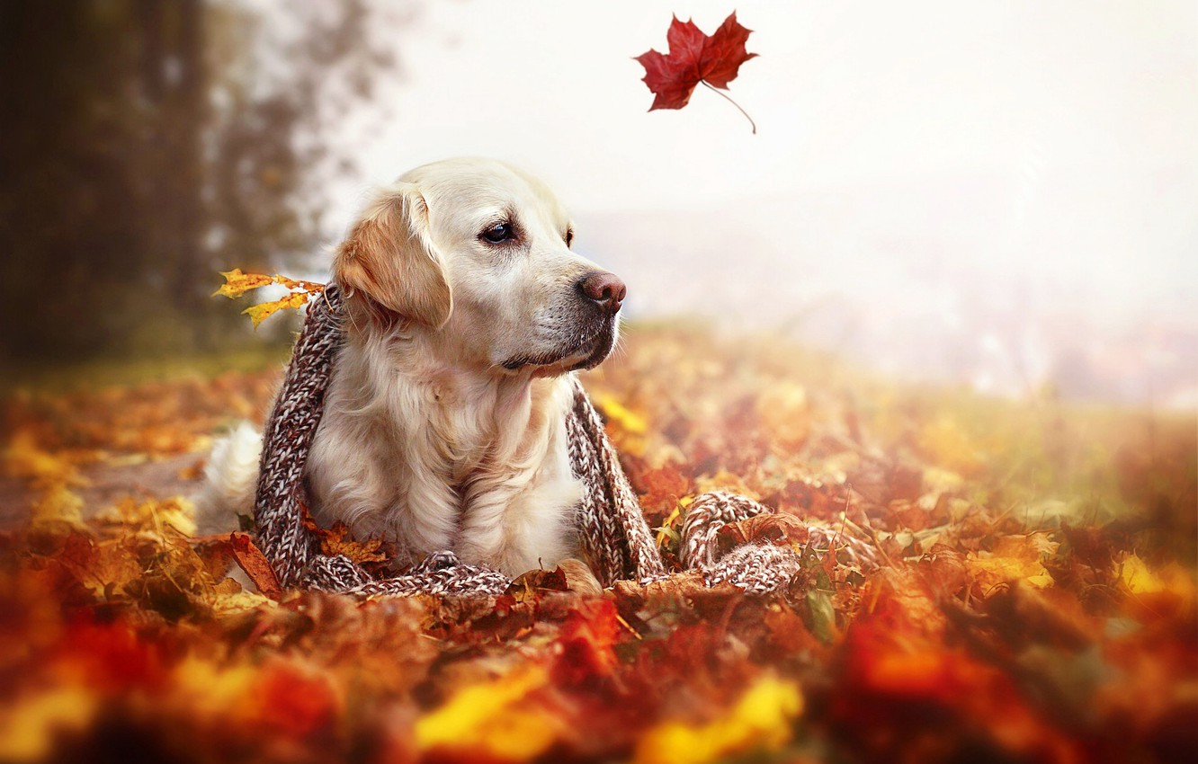 Golden Retriever Fall Wallpapers - Wallpaper Cave