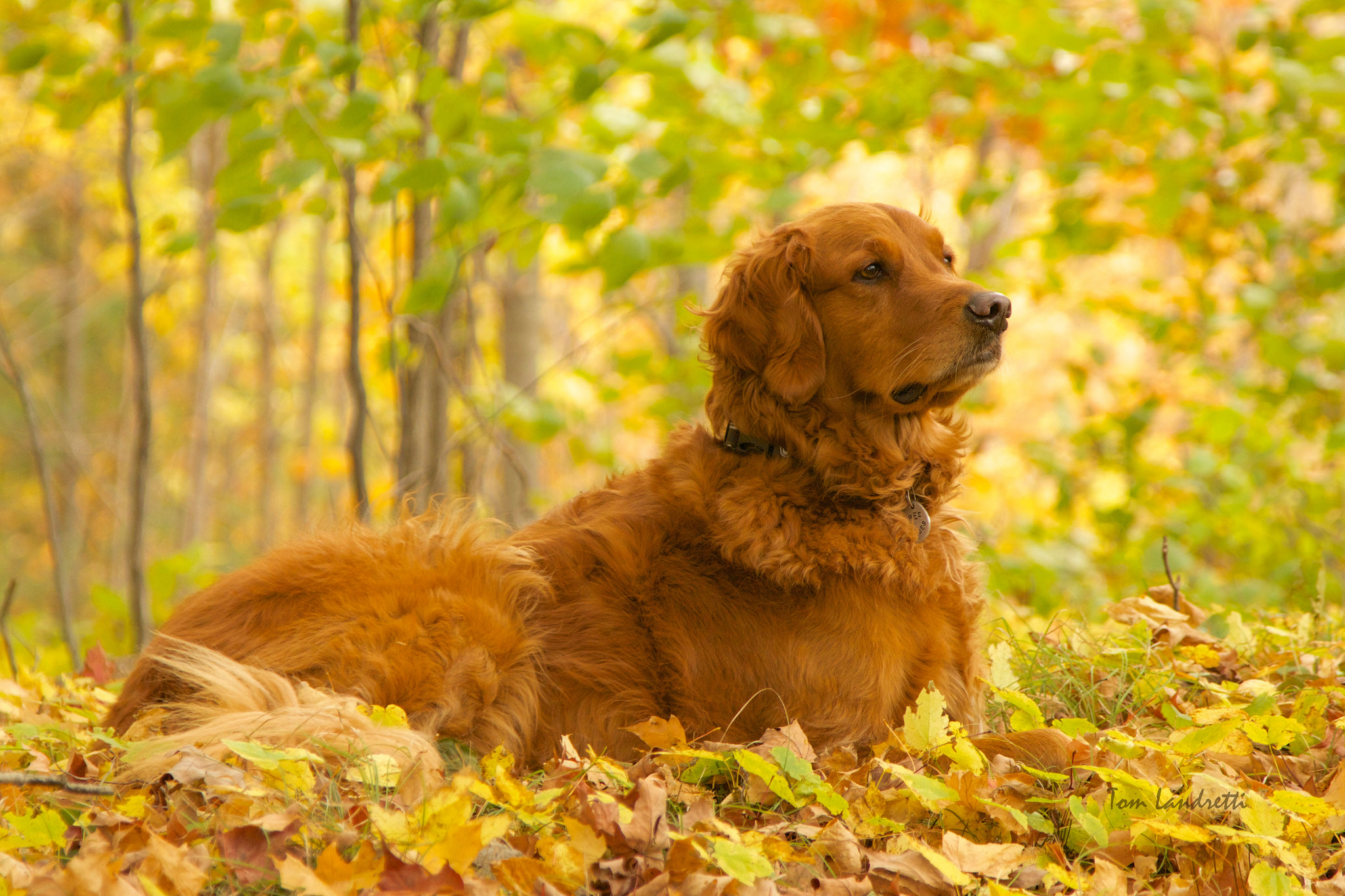 Golden Retriever Fall Wallpapers - Wallpaper Cave