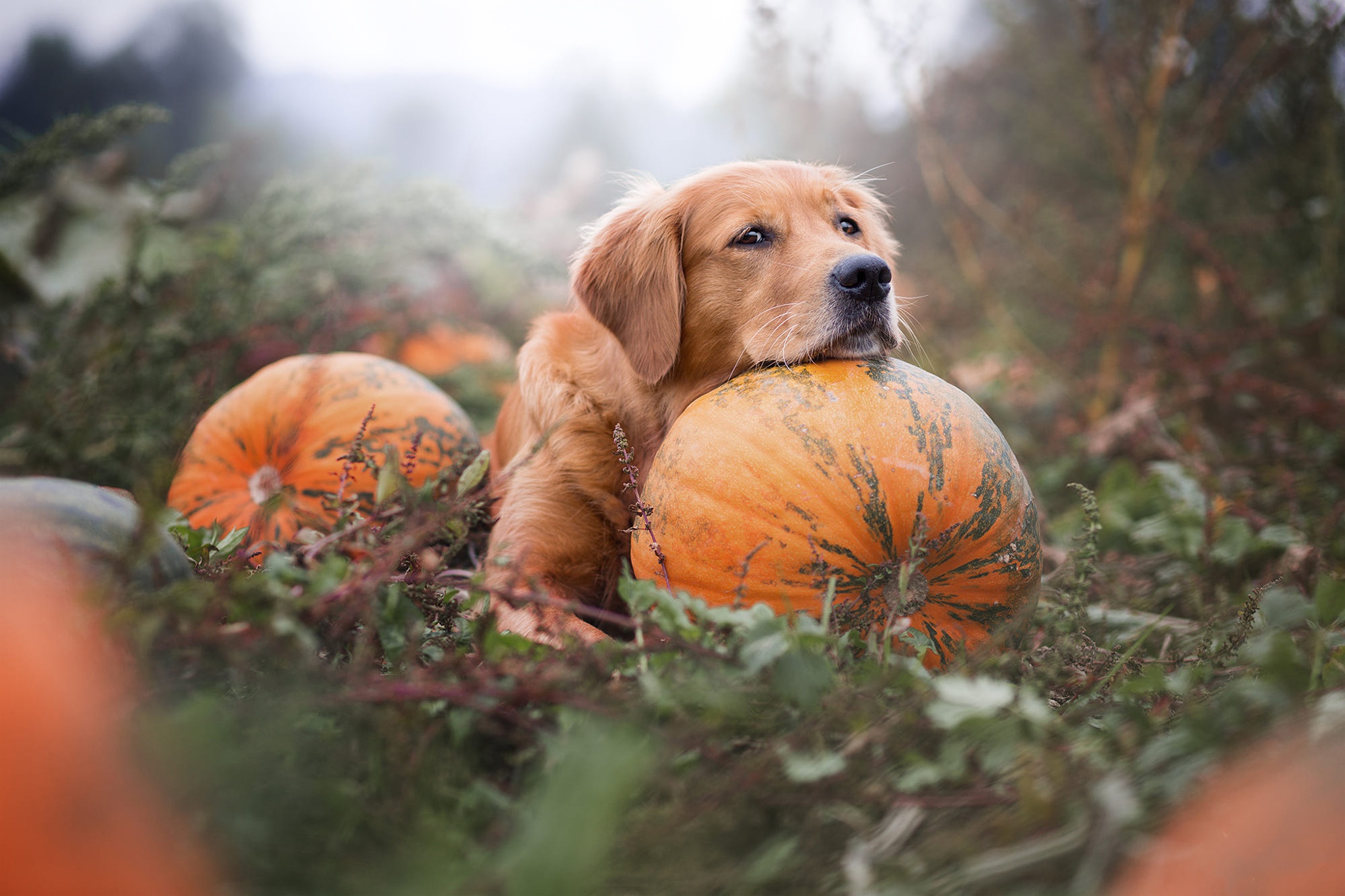 Golden Retriever Fall Wallpapers - Wallpaper Cave