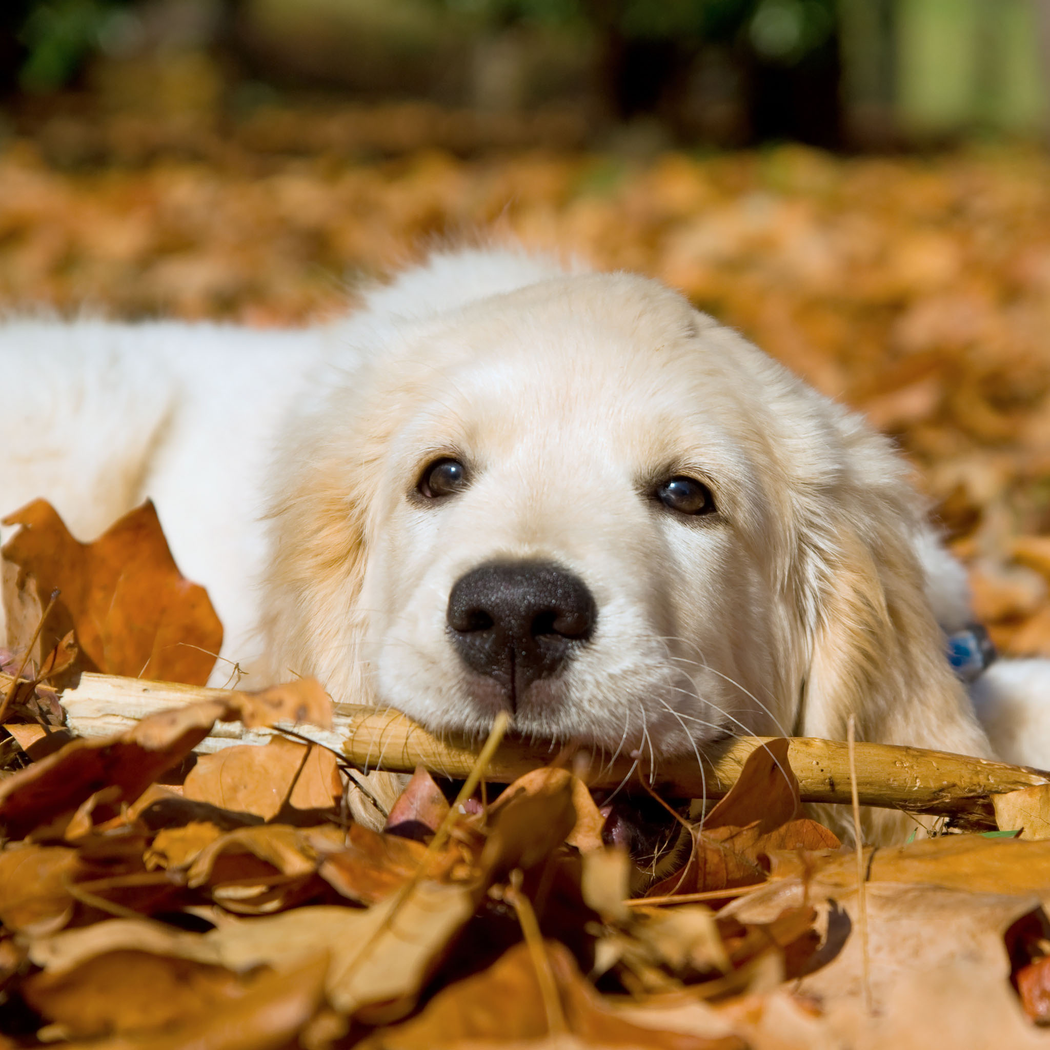 Golden Retriever Fall Wallpapers - Wallpaper Cave