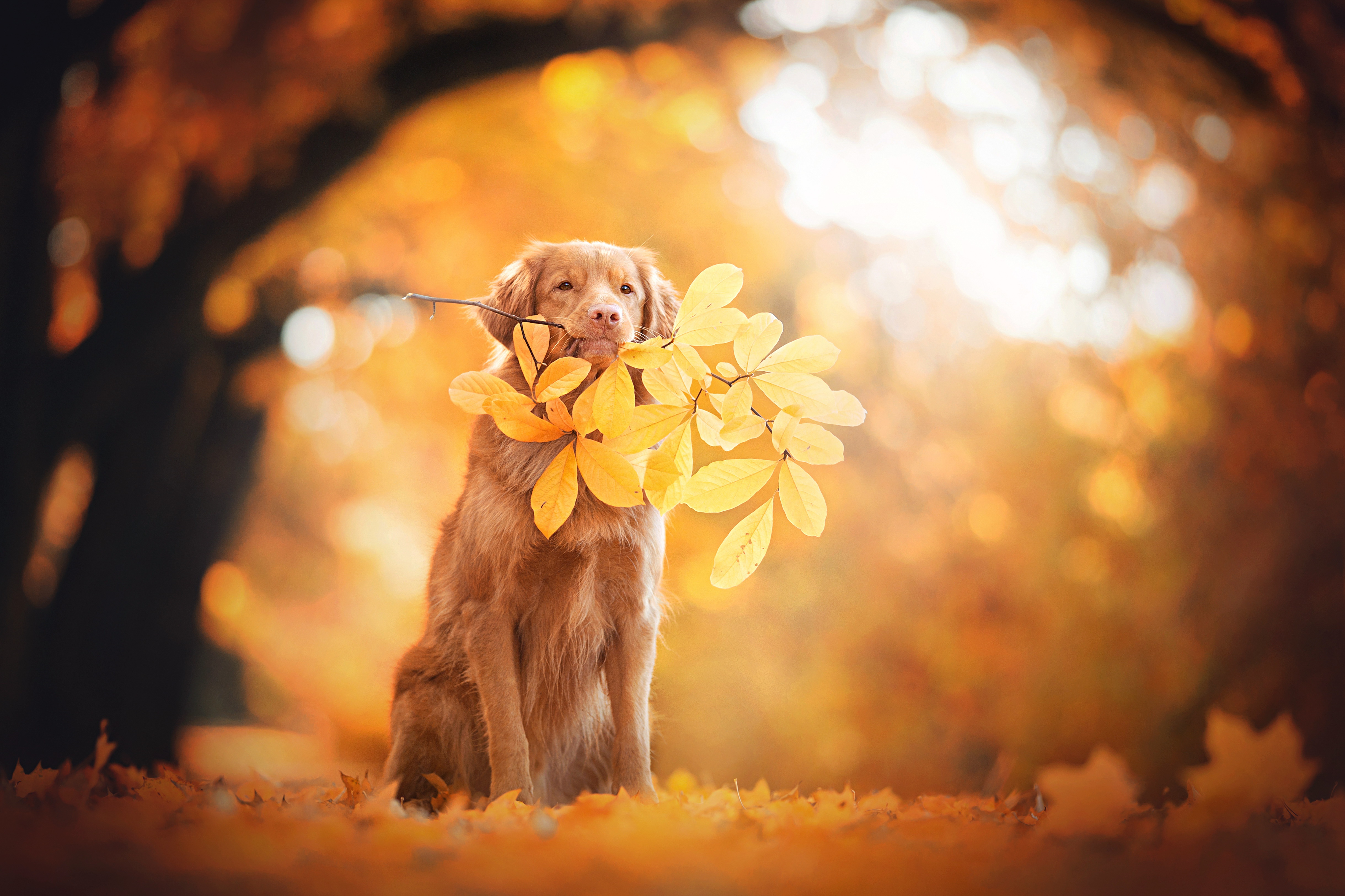 Golden Retriever Fall Wallpapers - Wallpaper Cave