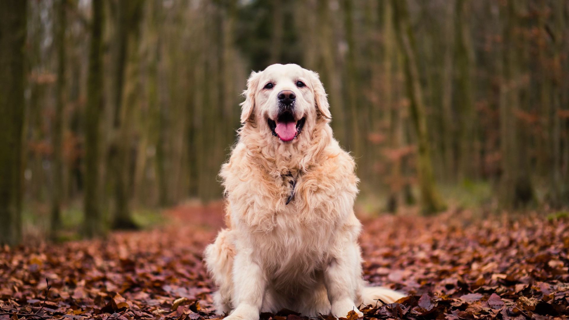 Dogs Autumn Wallpapers - Wallpaper Cave