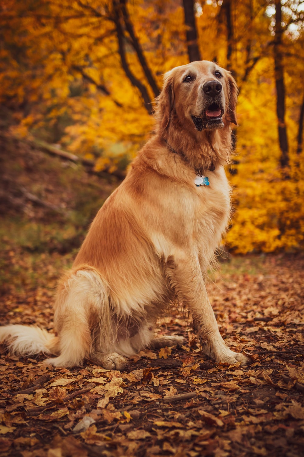 Golden Retriever Fall Wallpapers - Wallpaper Cave