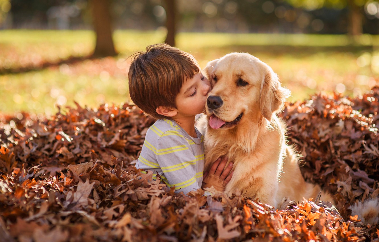 Golden Retriever Fall Wallpapers - Wallpaper Cave