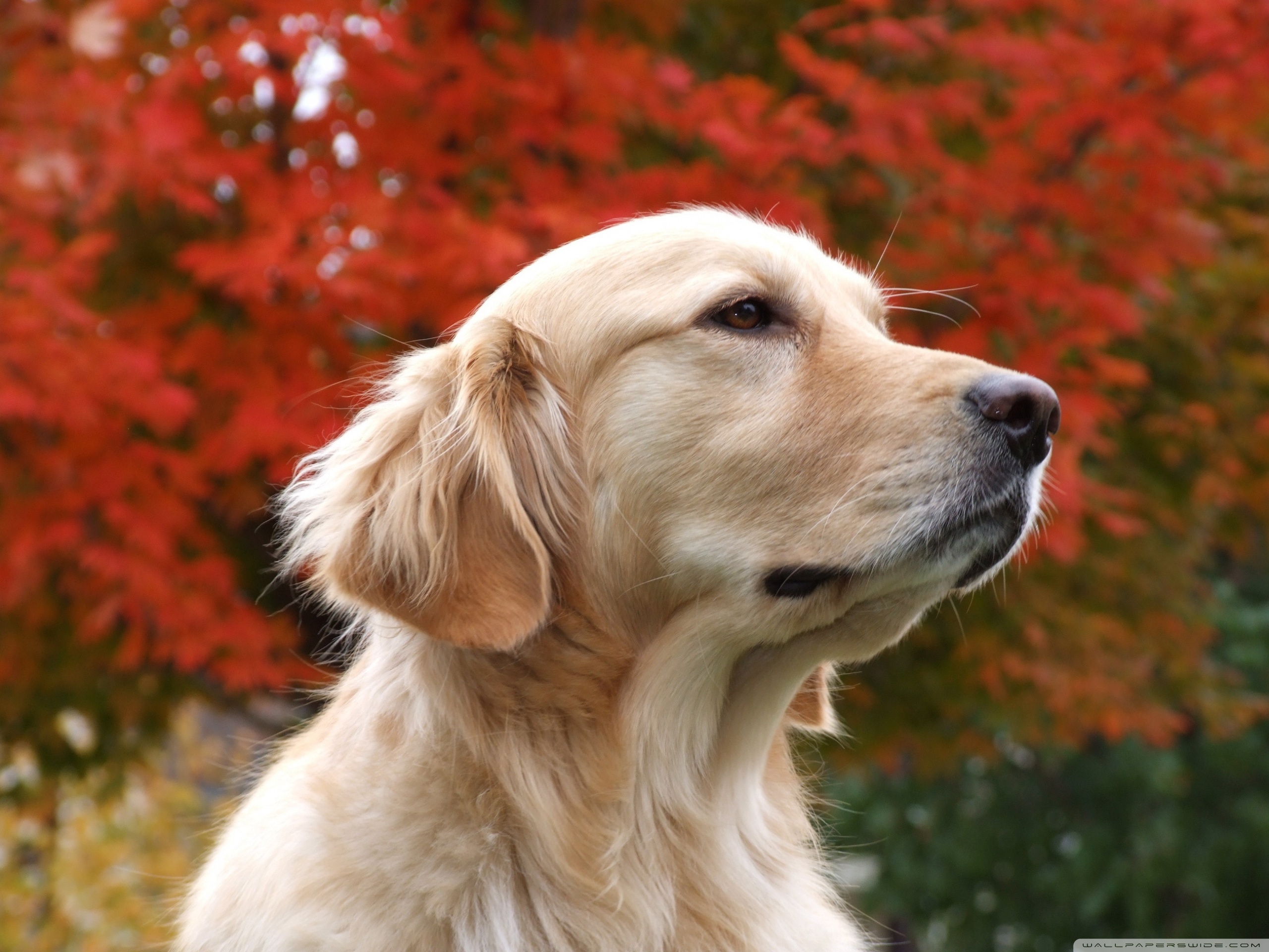 Golden Retriever Fall Wallpapers - Wallpaper Cave