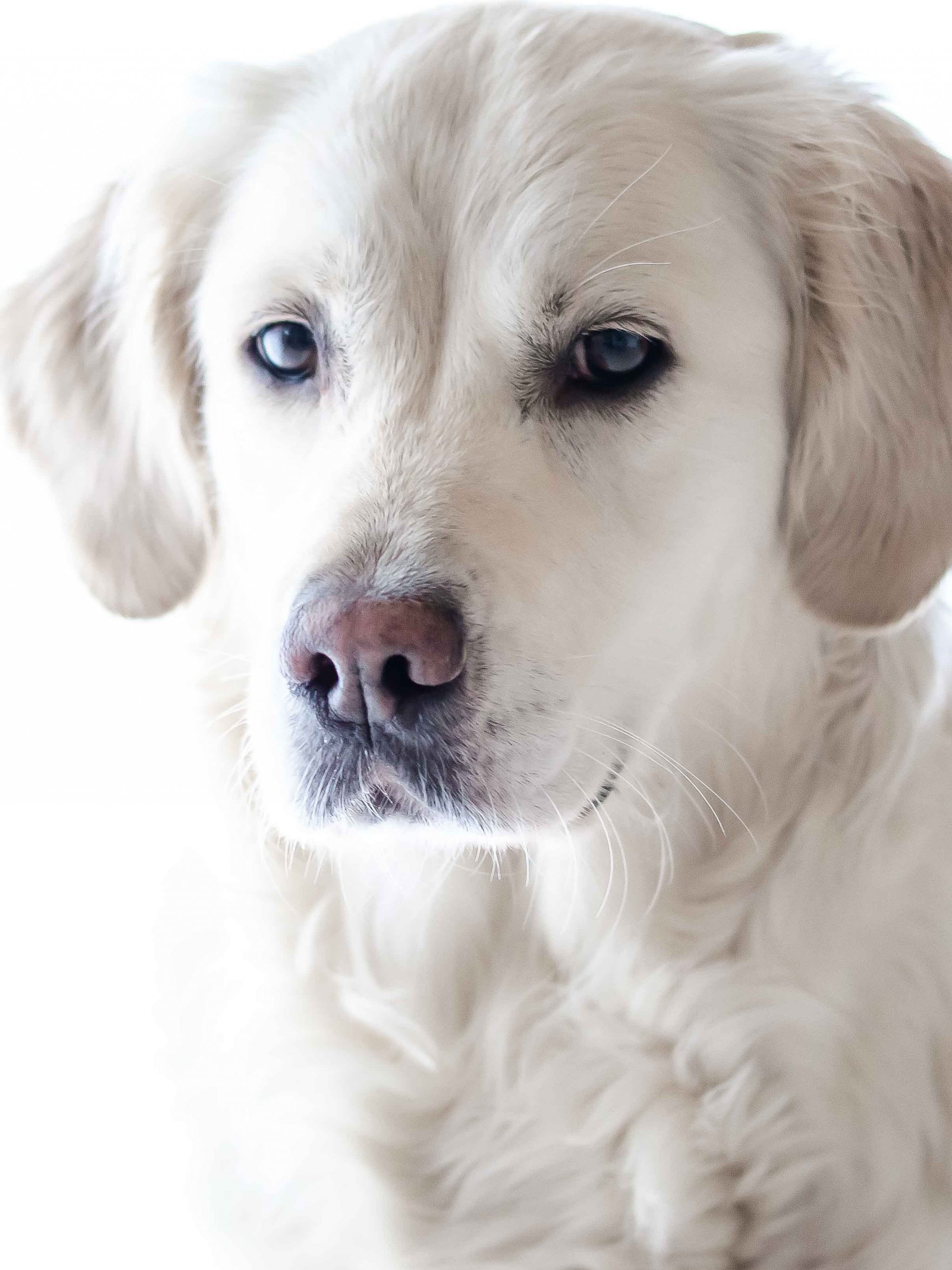 Golden Retriever Fall Wallpapers - Wallpaper Cave