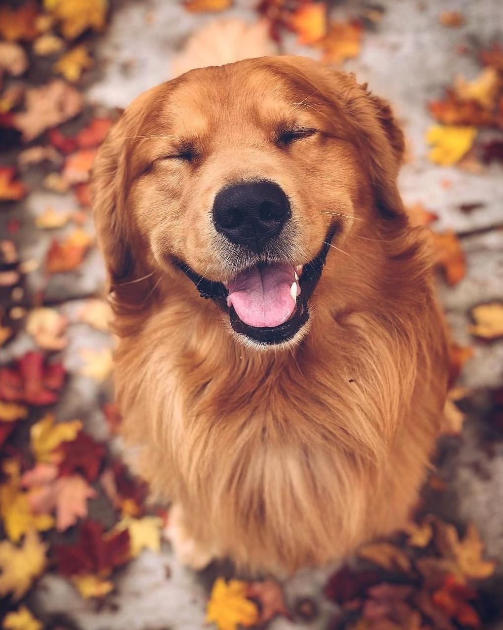 Golden Retriever Fall Wallpapers - Wallpaper Cave