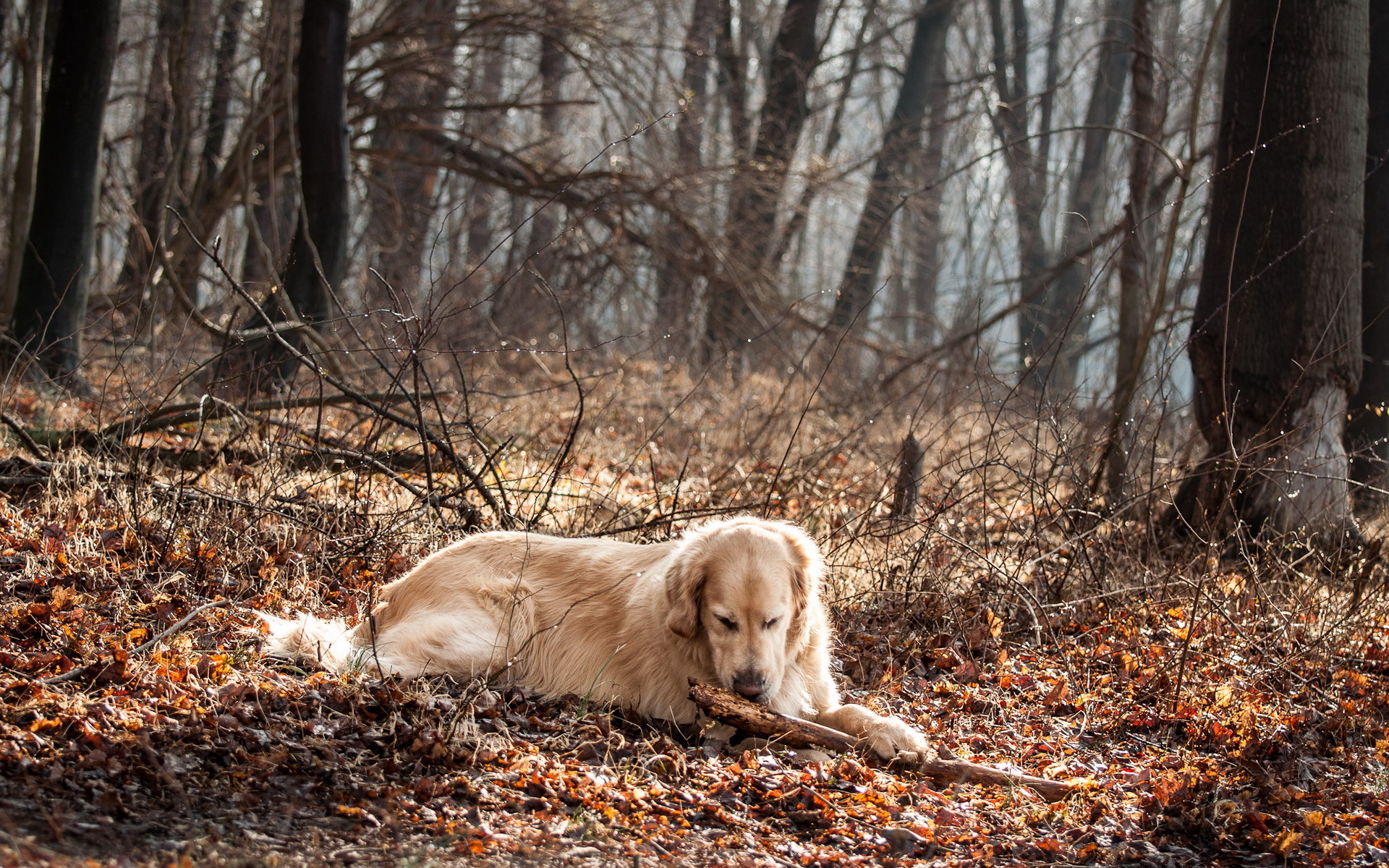 Golden Retriever Fall Wallpapers - Wallpaper Cave