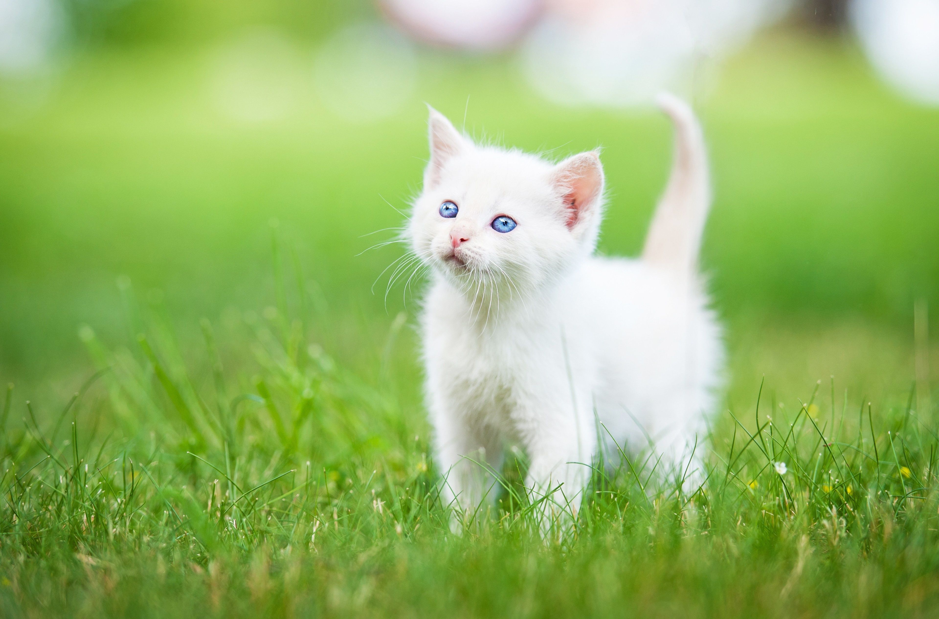 Baby Cat 4k Wallpapers - Wallpaper Cave