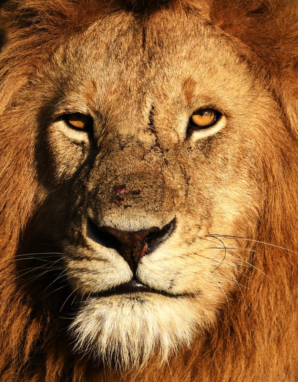Male Lion Wallpapers - Wallpaper Cave