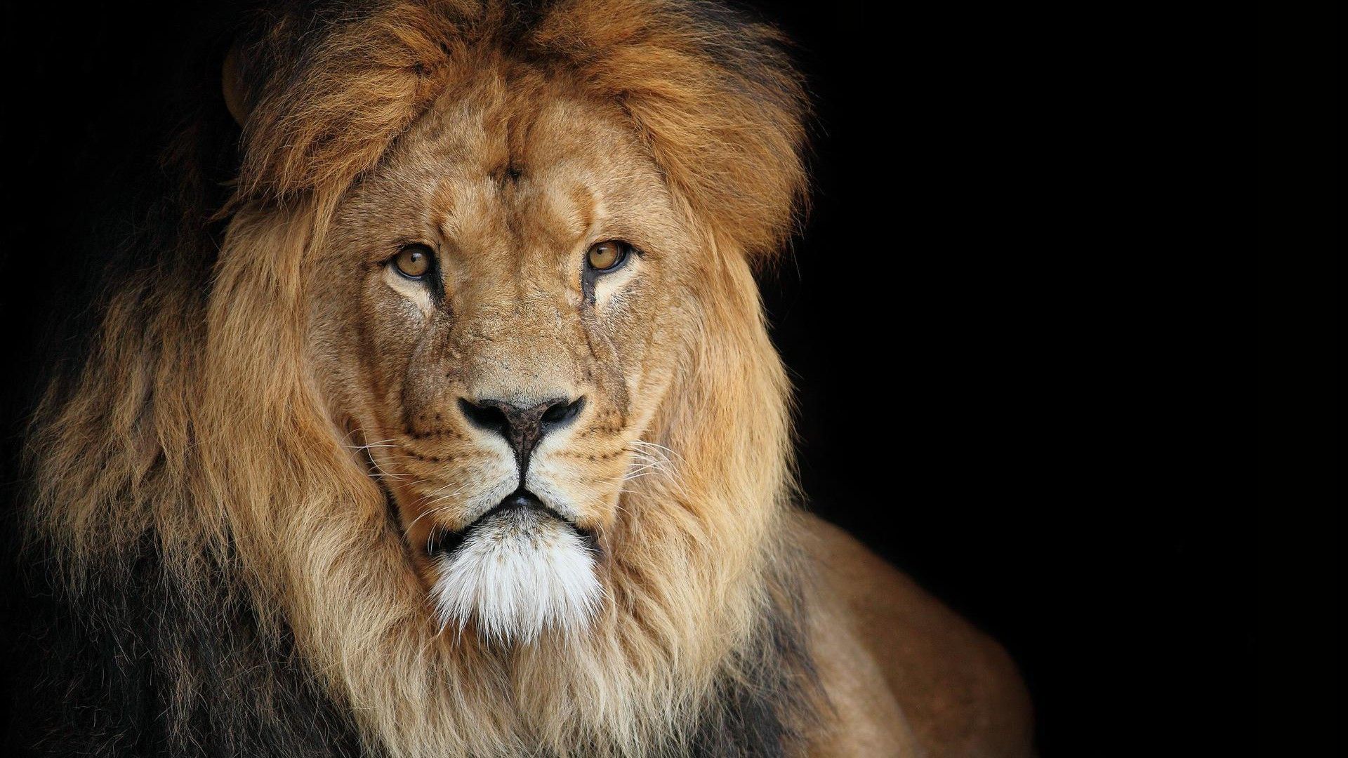 Male Lion Wallpapers - Wallpaper Cave