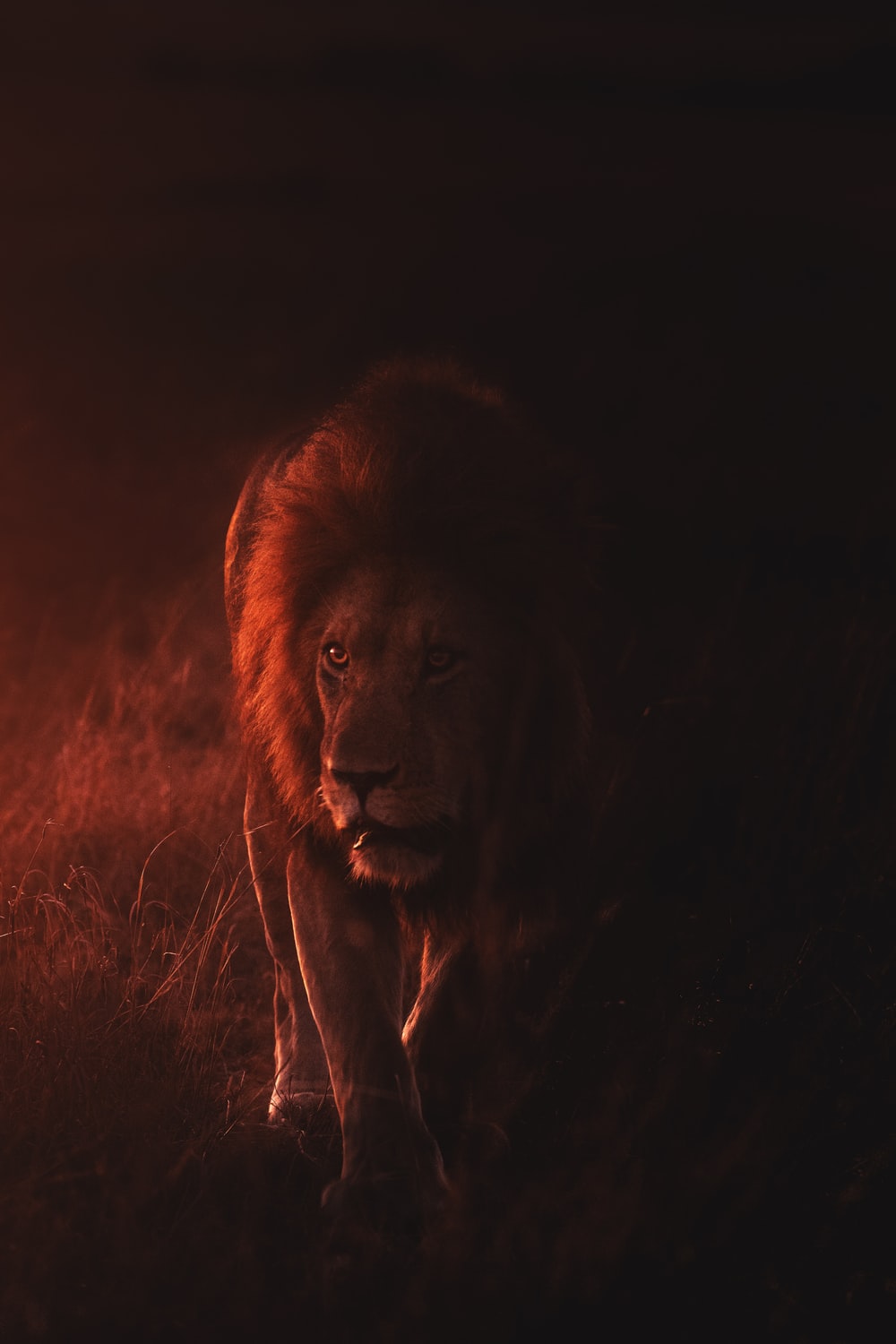Male Lion Wallpapers - Wallpaper Cave