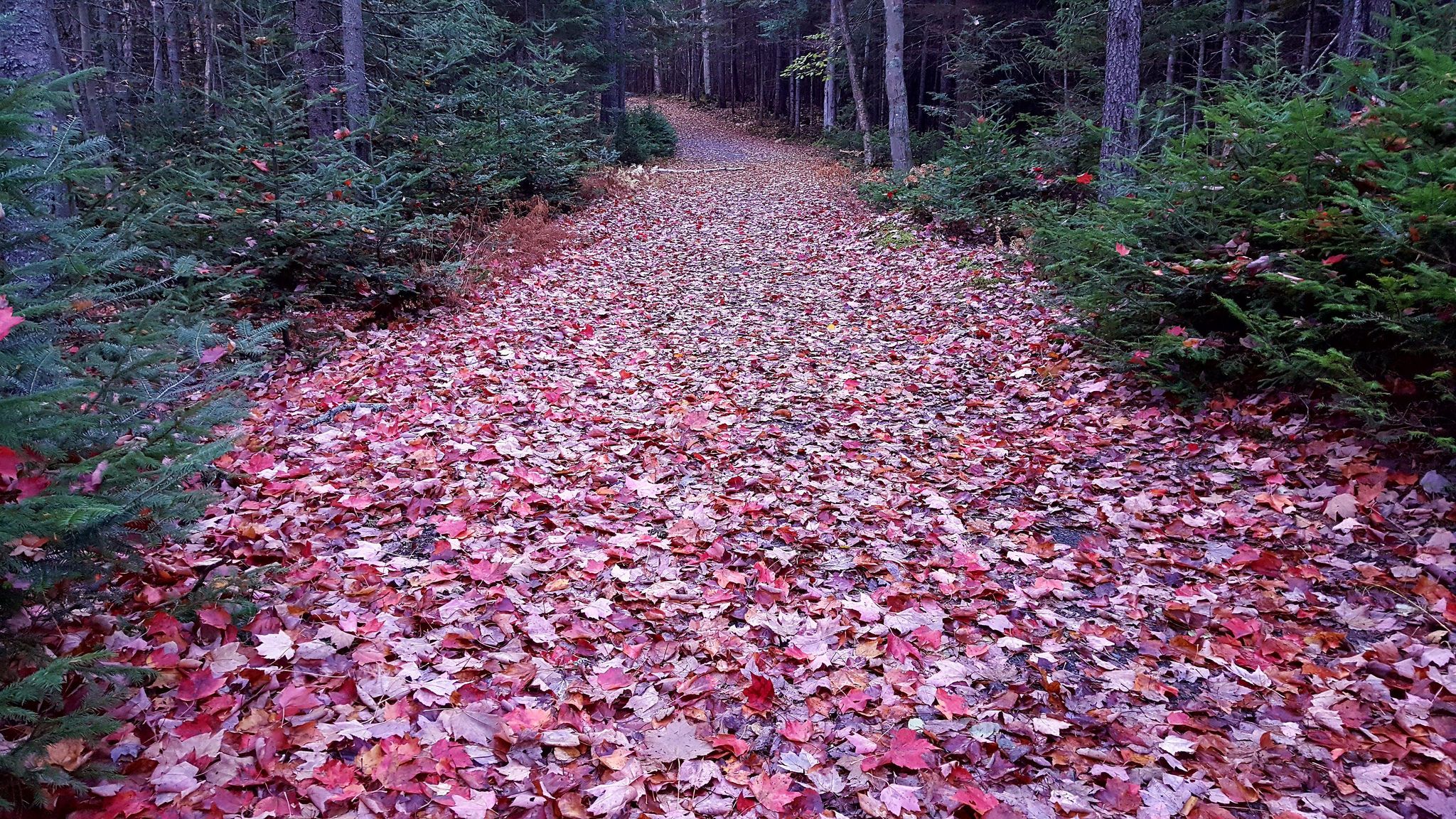 Autumn Trails Wallpapers - Wallpaper Cave