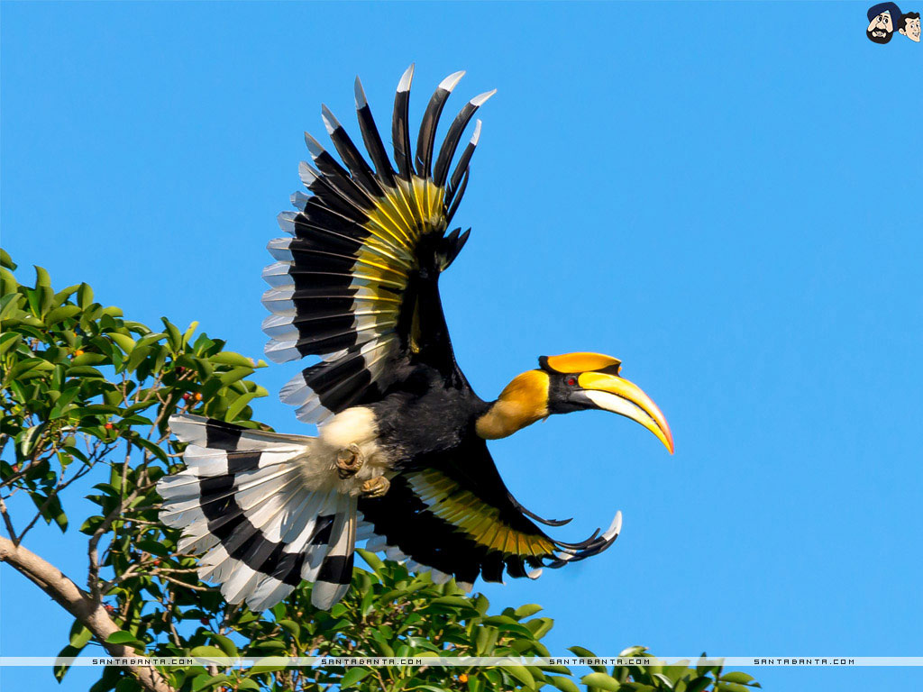 Great Hornbill Bird Wallpapers - Wallpaper Cave