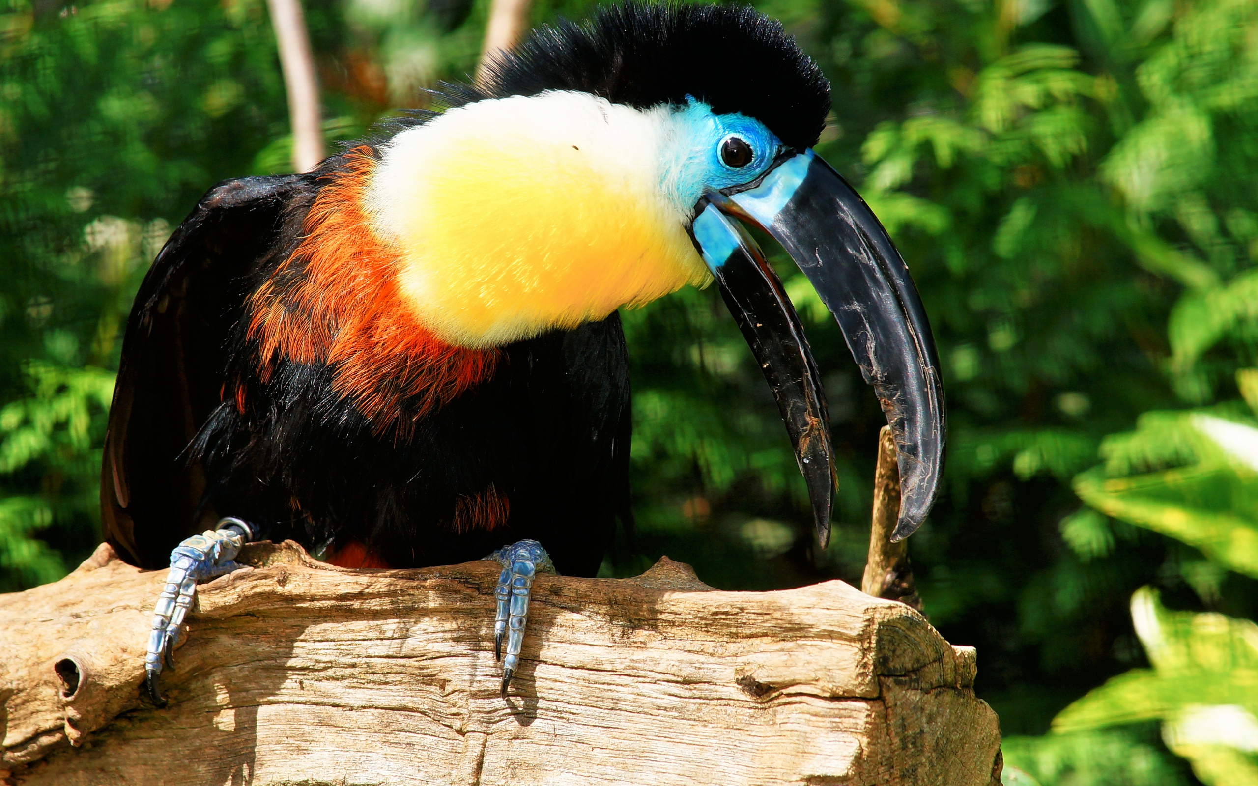 Great Hornbill Bird Wallpapers - Wallpaper Cave