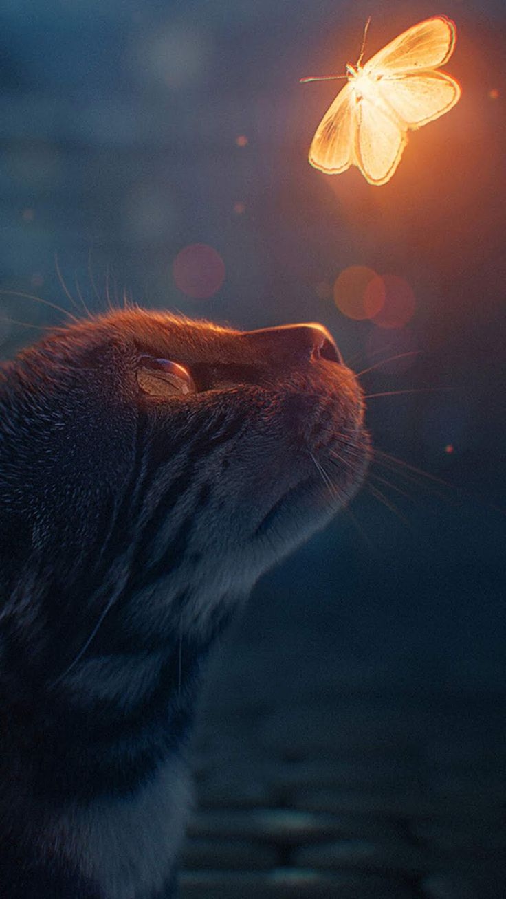 Cat And Butterfly Wallpapers - Wallpaper Cave