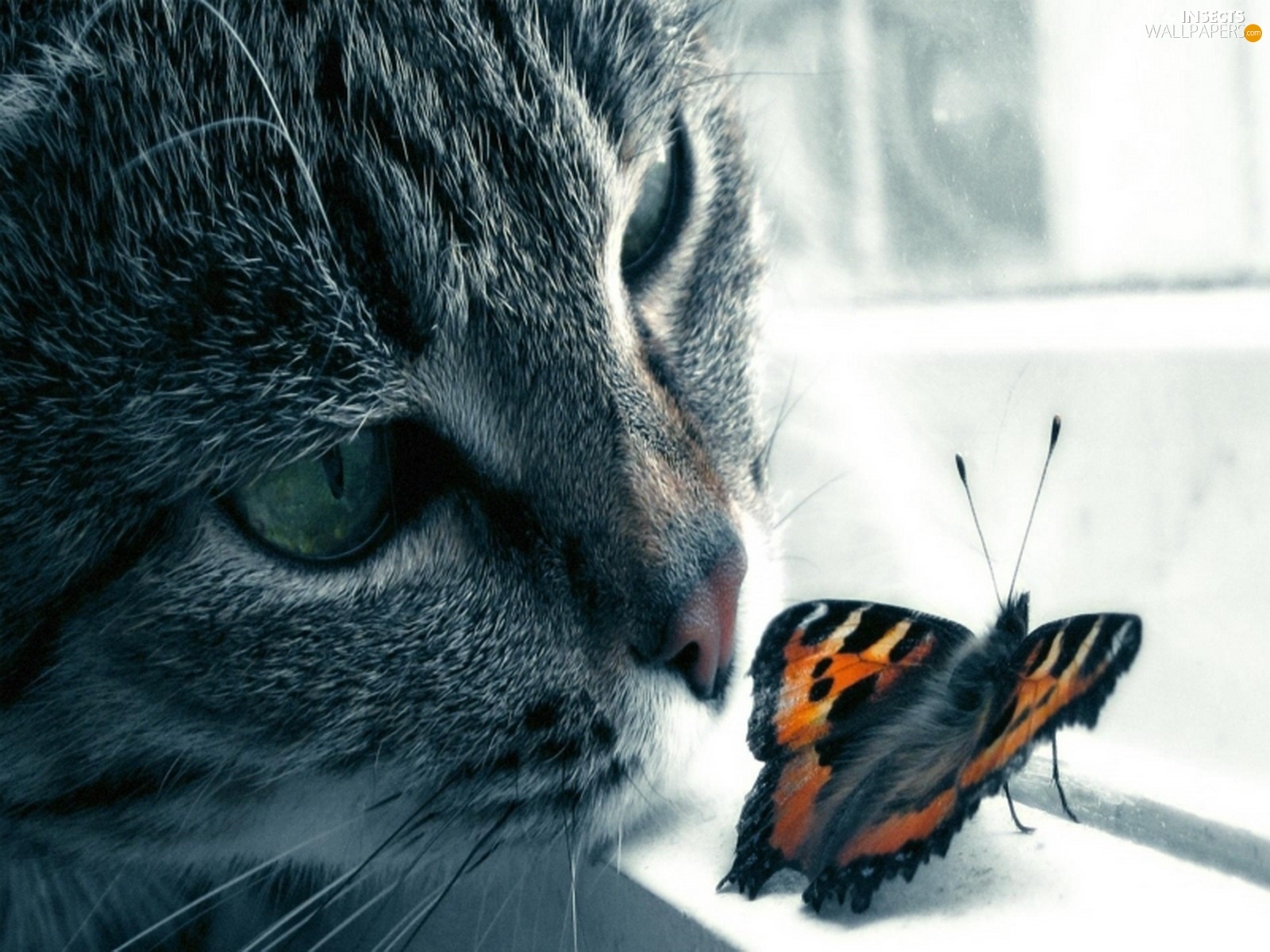 Cat And Butterfly Wallpapers - Wallpaper Cave