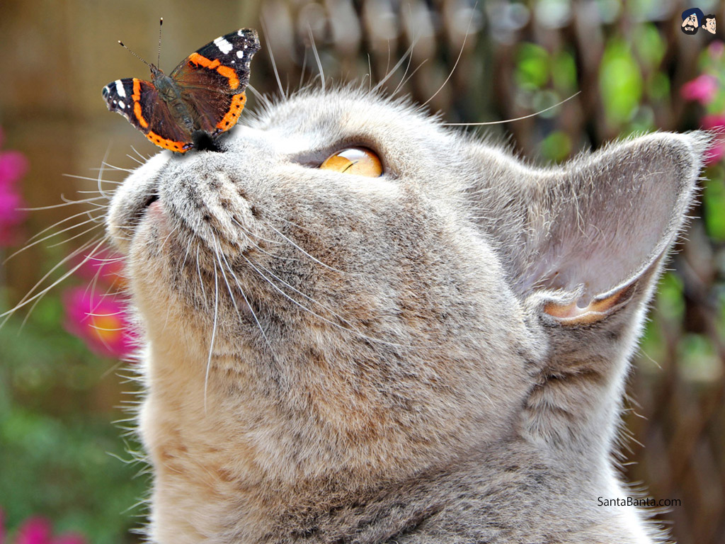 Cat Butterfly Wallpapers - Wallpaper Cave