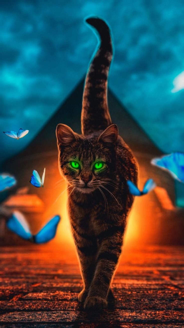 Cat And Butterfly Wallpapers - Wallpaper Cave