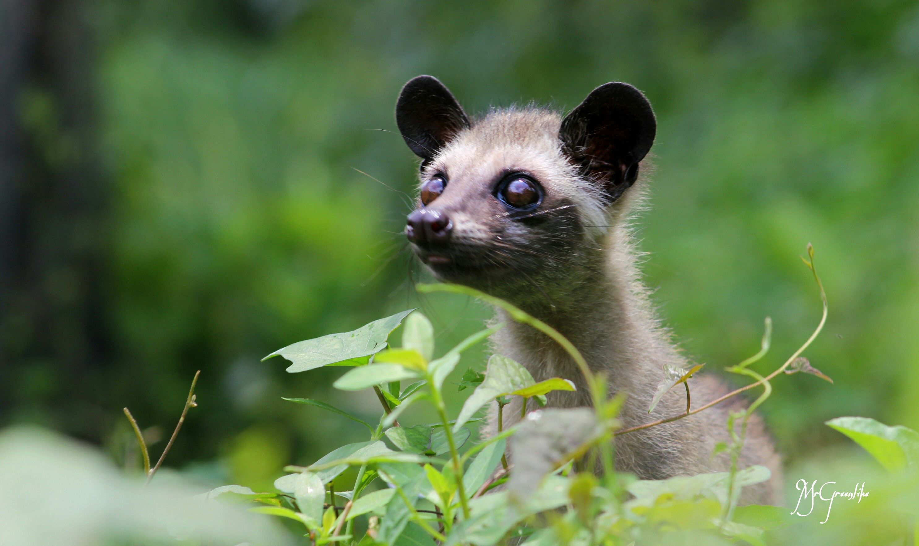 Musang Wallpapers - Wallpaper Cave