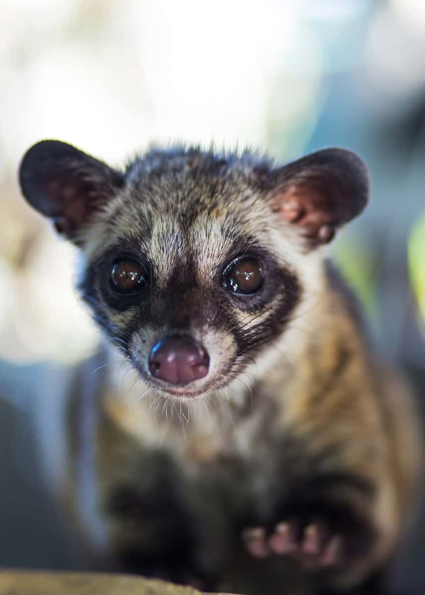 Musang Wallpapers - Wallpaper Cave