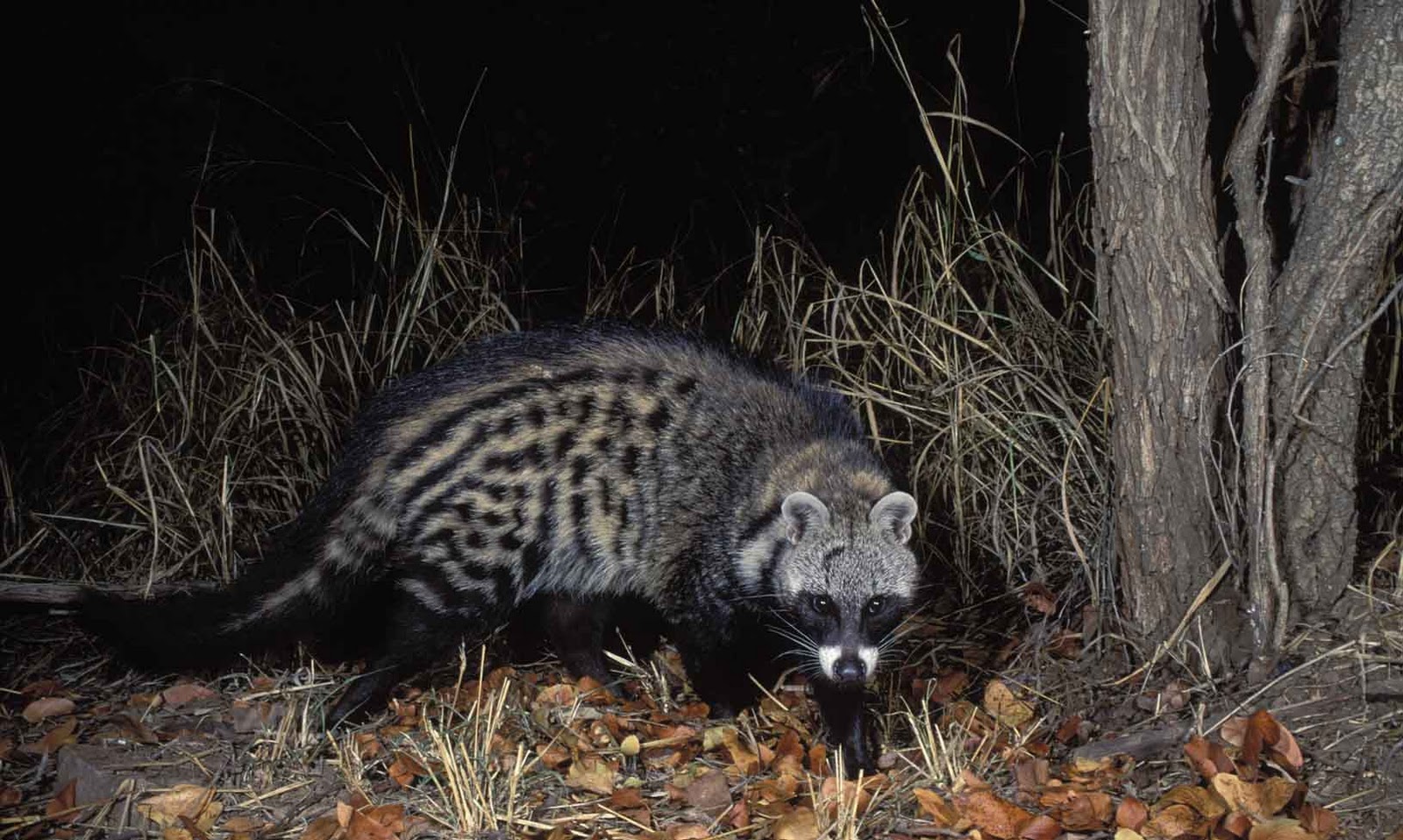 Musang Wallpapers - Wallpaper Cave