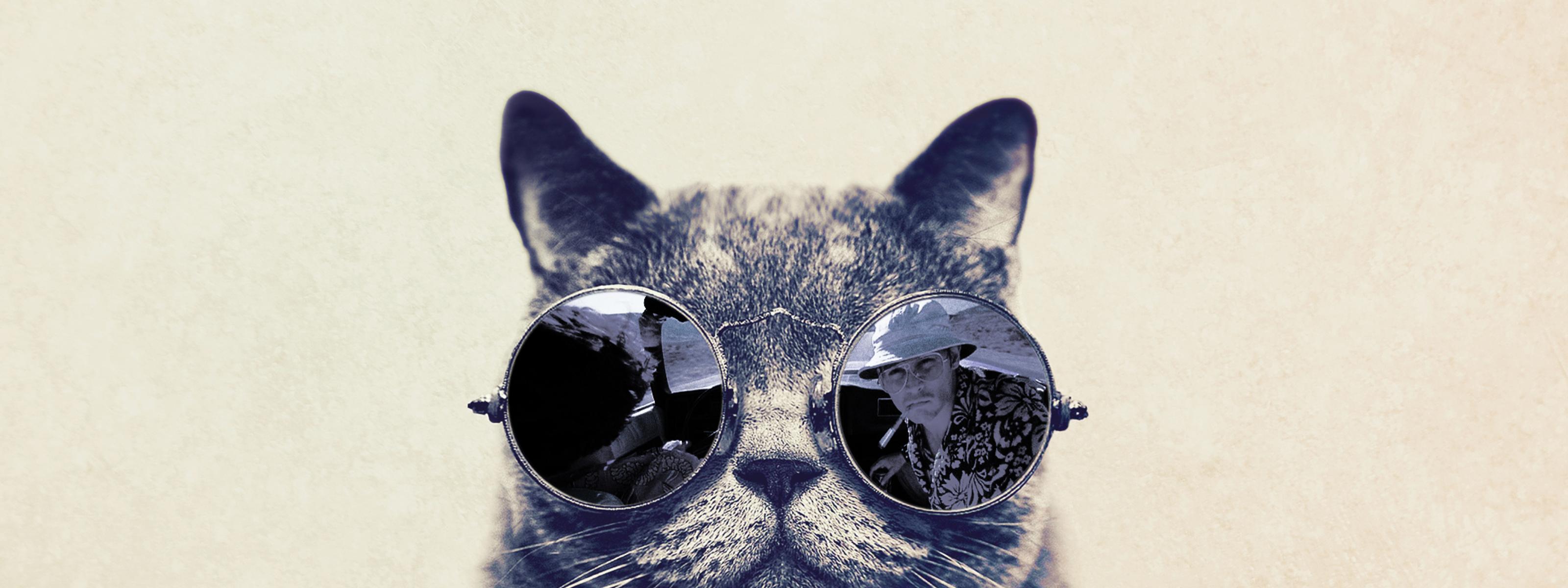 Cat With Sunglasses Wallpapers - Wallpaper Cave