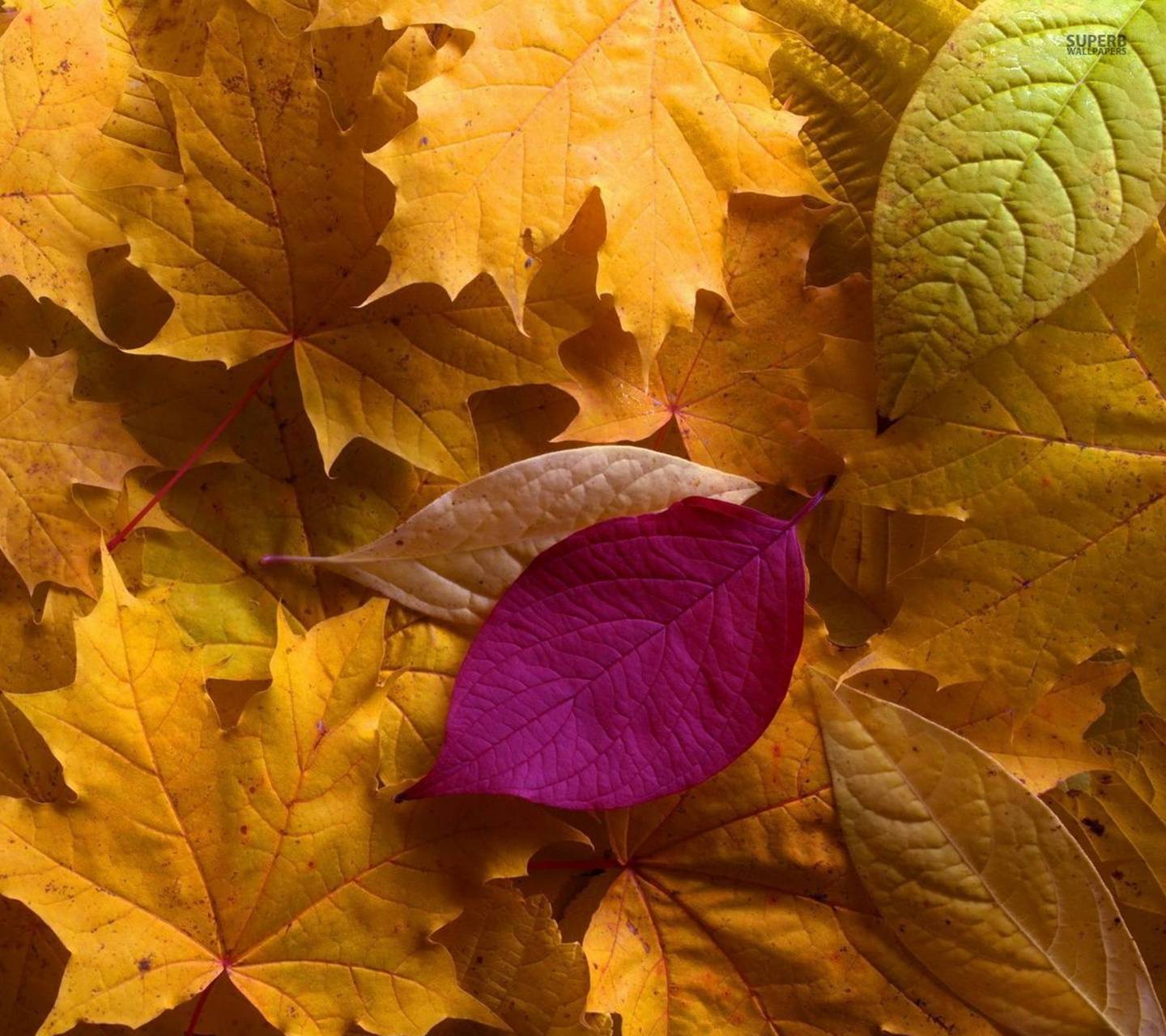 Autumn Falls Model Wallpapers - Wallpaper Cave