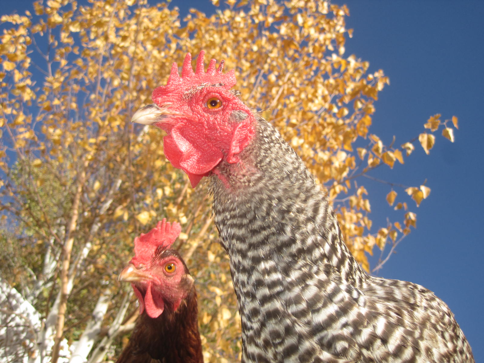 Autumn Rooster Wallpapers - Wallpaper Cave