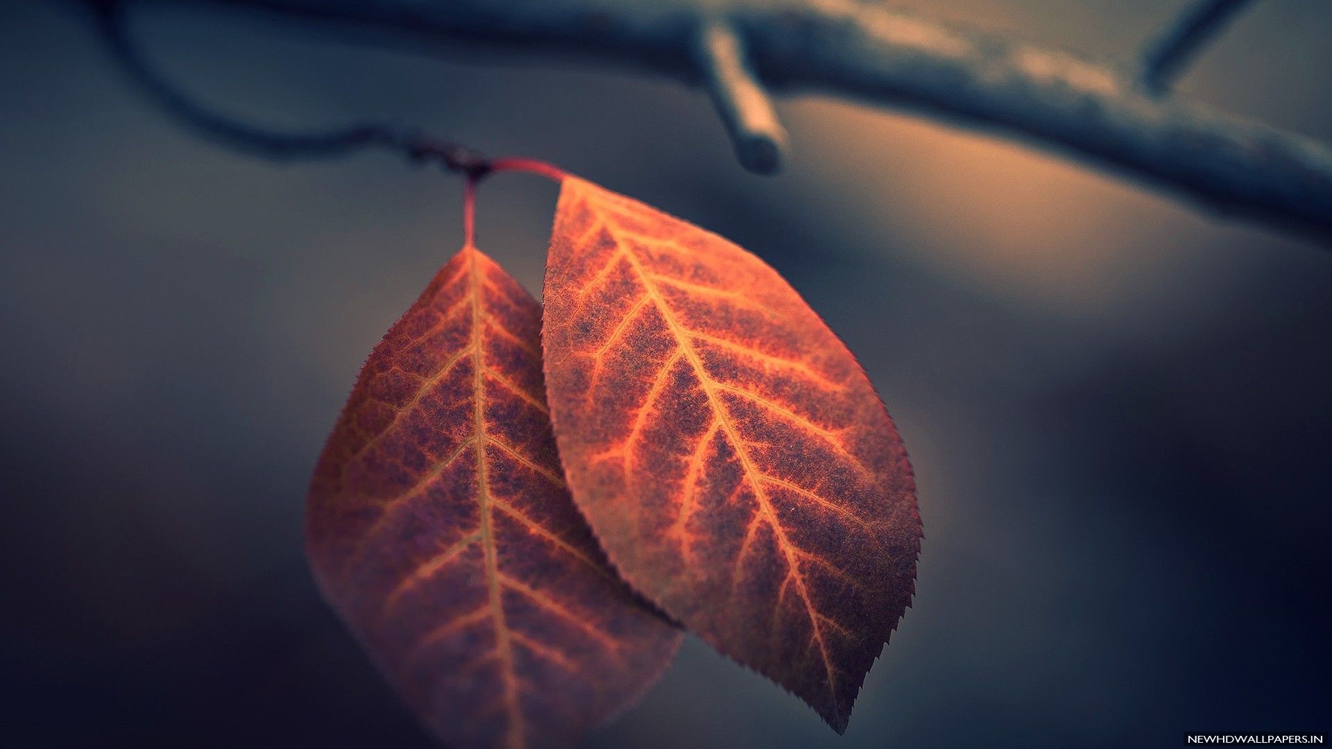 Desktop Minimal Autumn Wallpapers - Wallpaper Cave