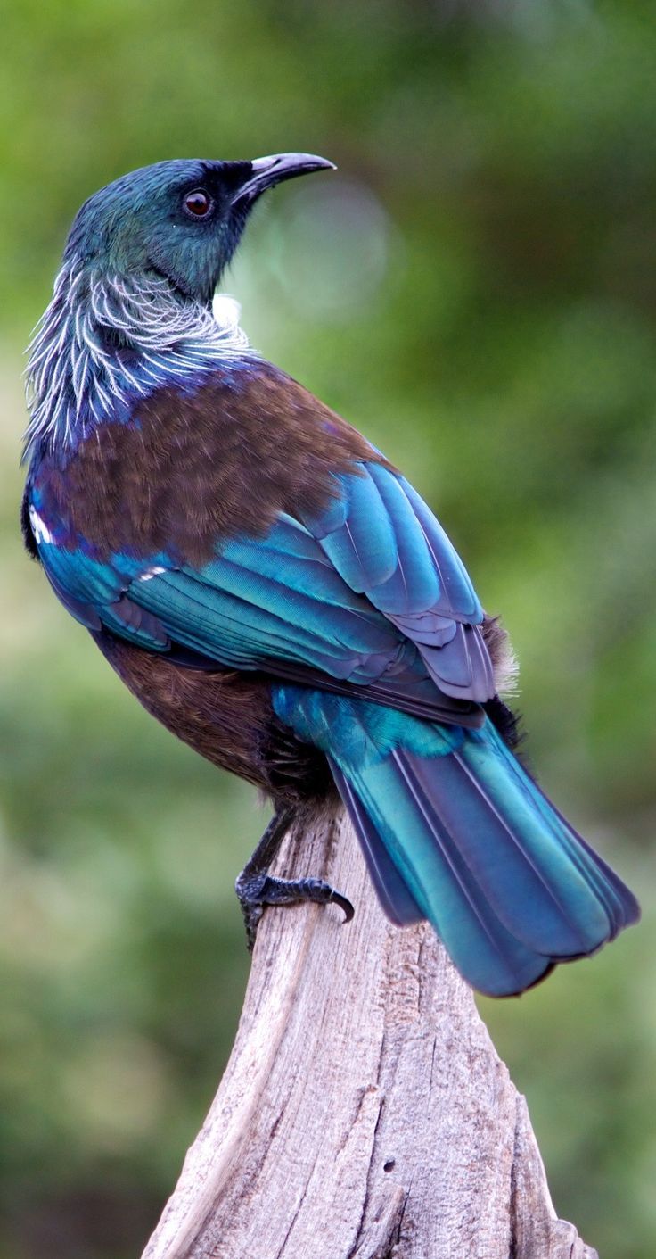 Tui Wallpapers - Wallpaper Cave