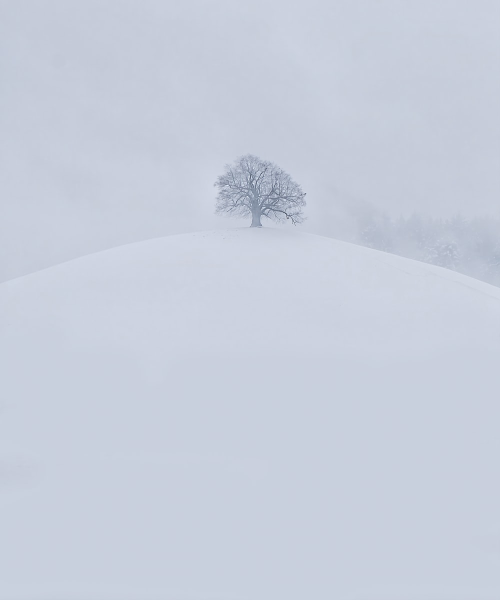 White Snow Tree Wallpapers - Wallpaper Cave