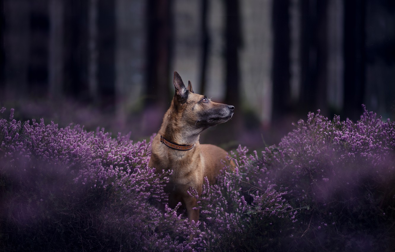 Malinois Dog Wallpapers - Wallpaper Cave