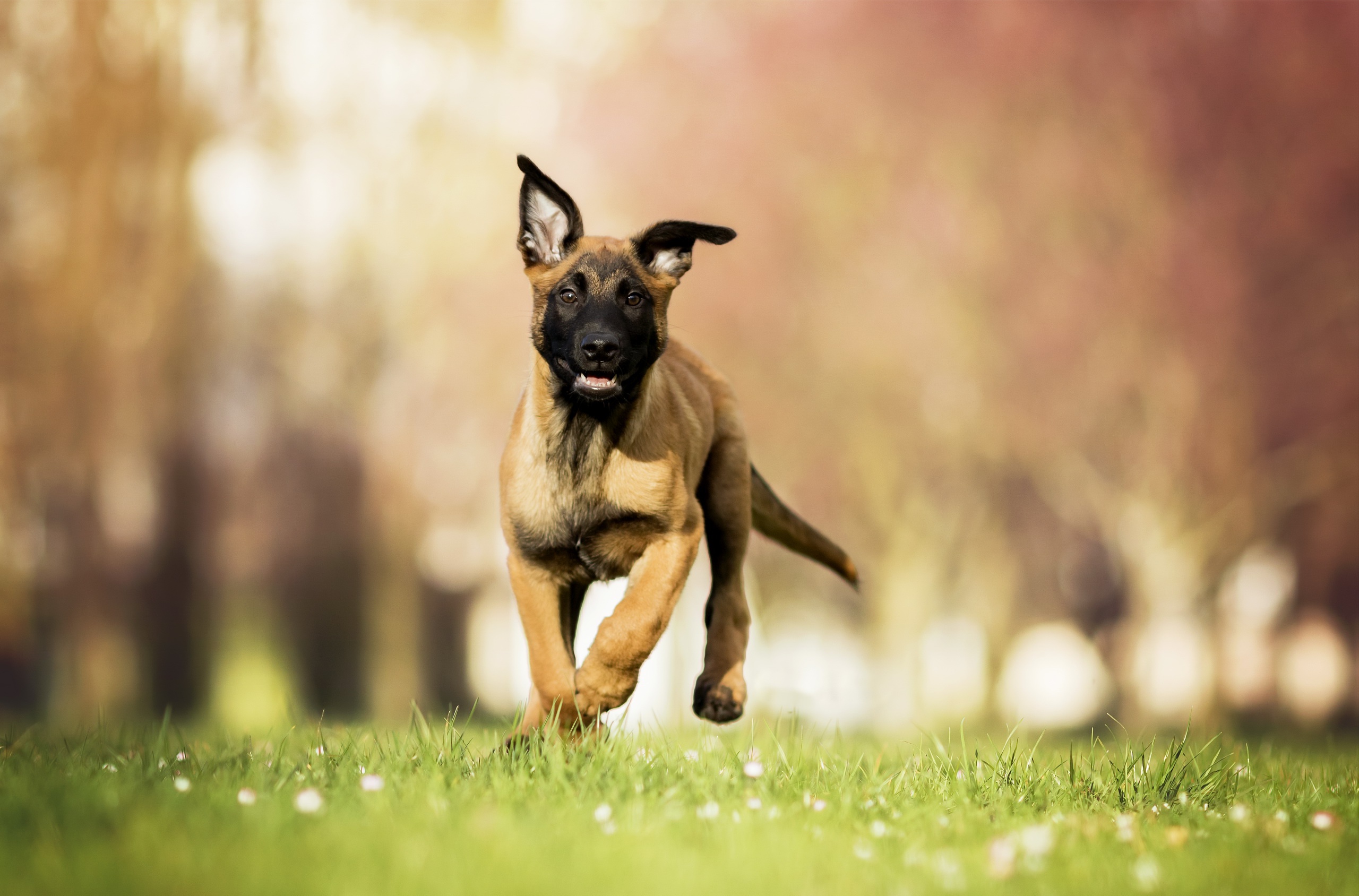 Malinois Dog Wallpapers - Wallpaper Cave