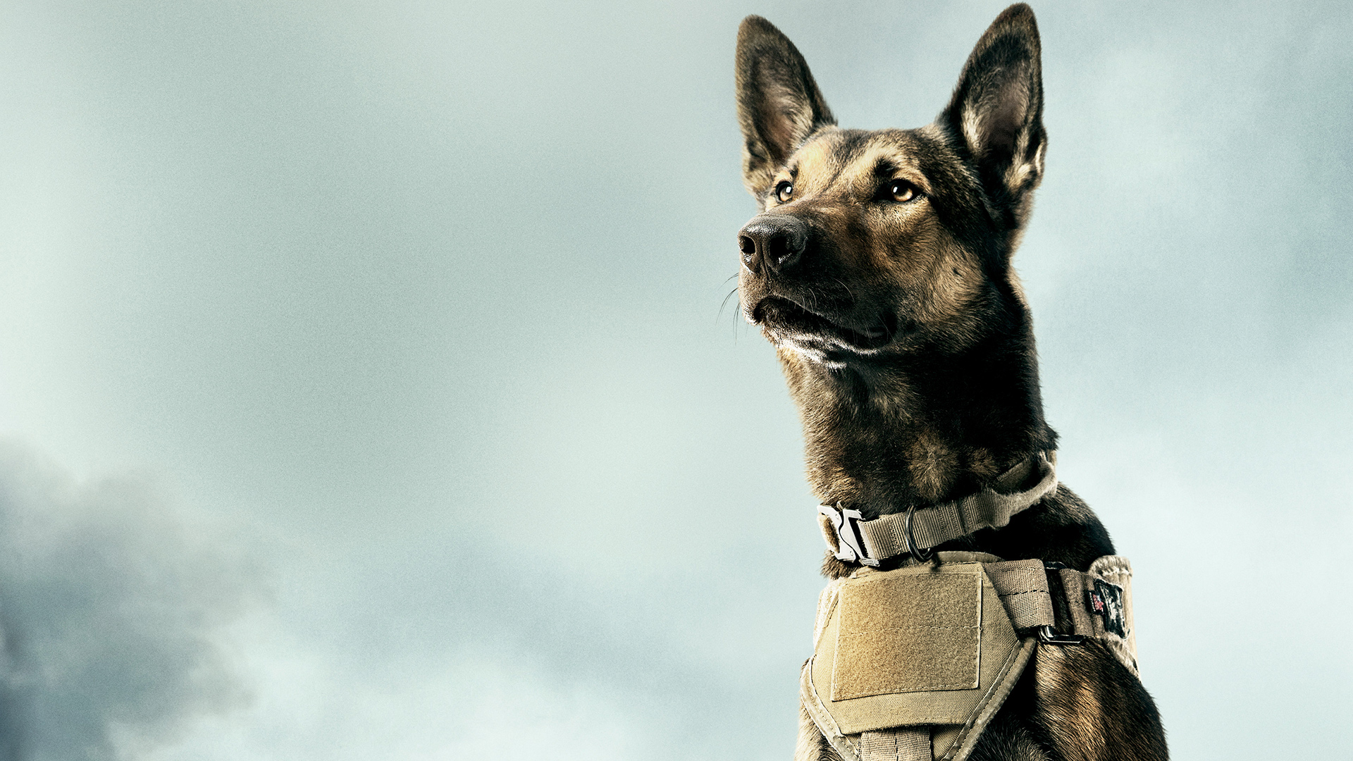 Malinois Dog Wallpapers - Wallpaper Cave
