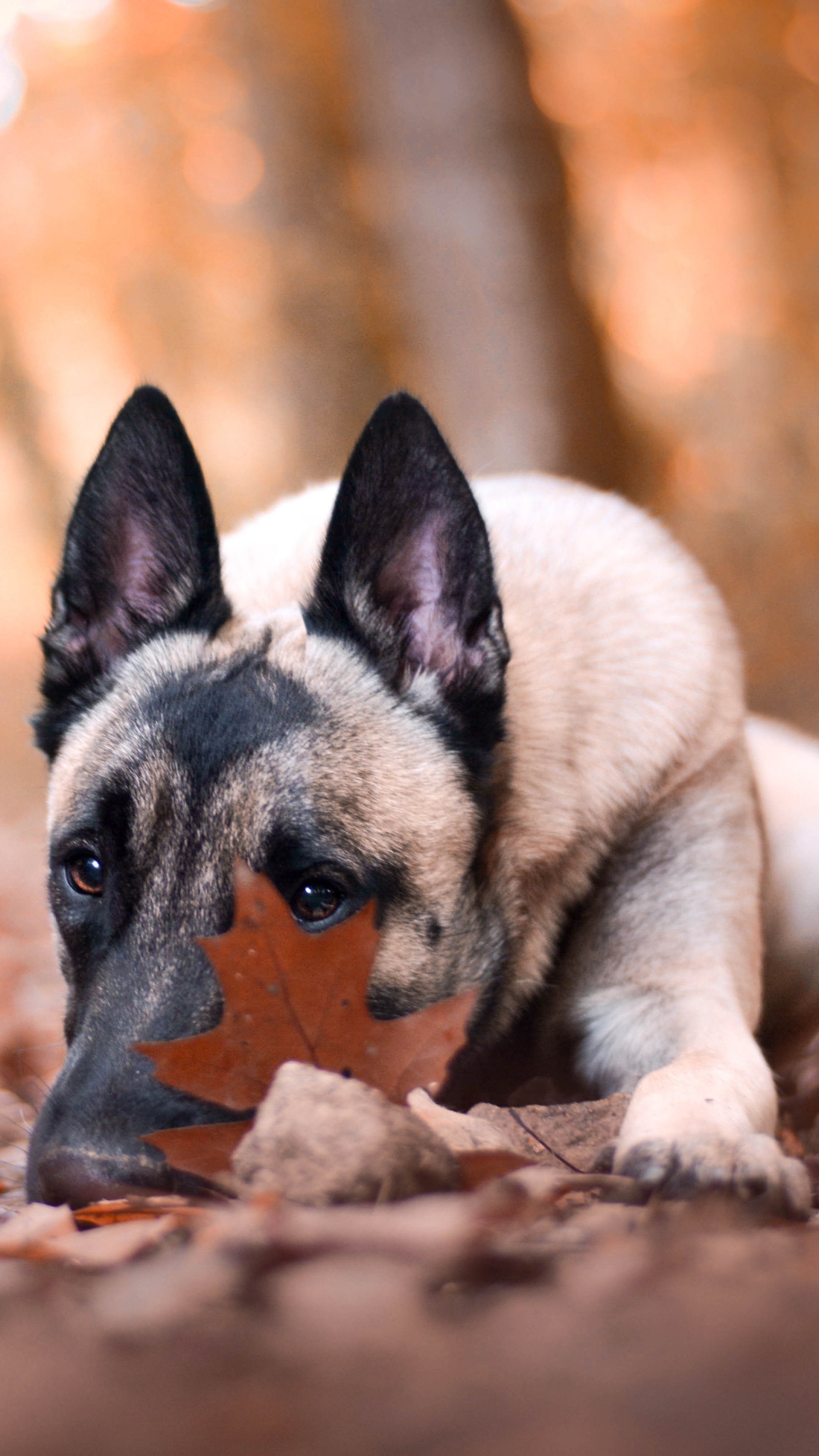 Malinois Dog Wallpapers - Wallpaper Cave